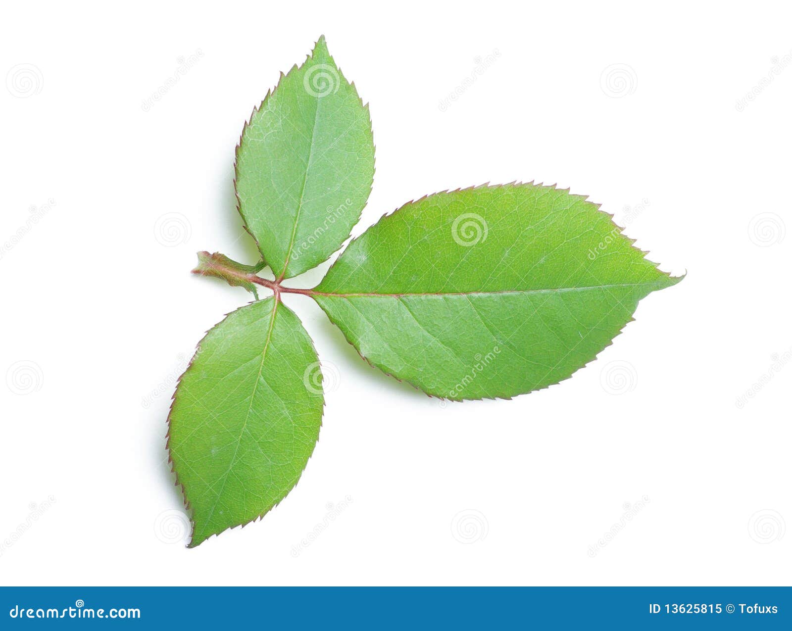 Red Rose Leaf Photo. Royalty-Free Stock Photography | CartoonDealer.com ...