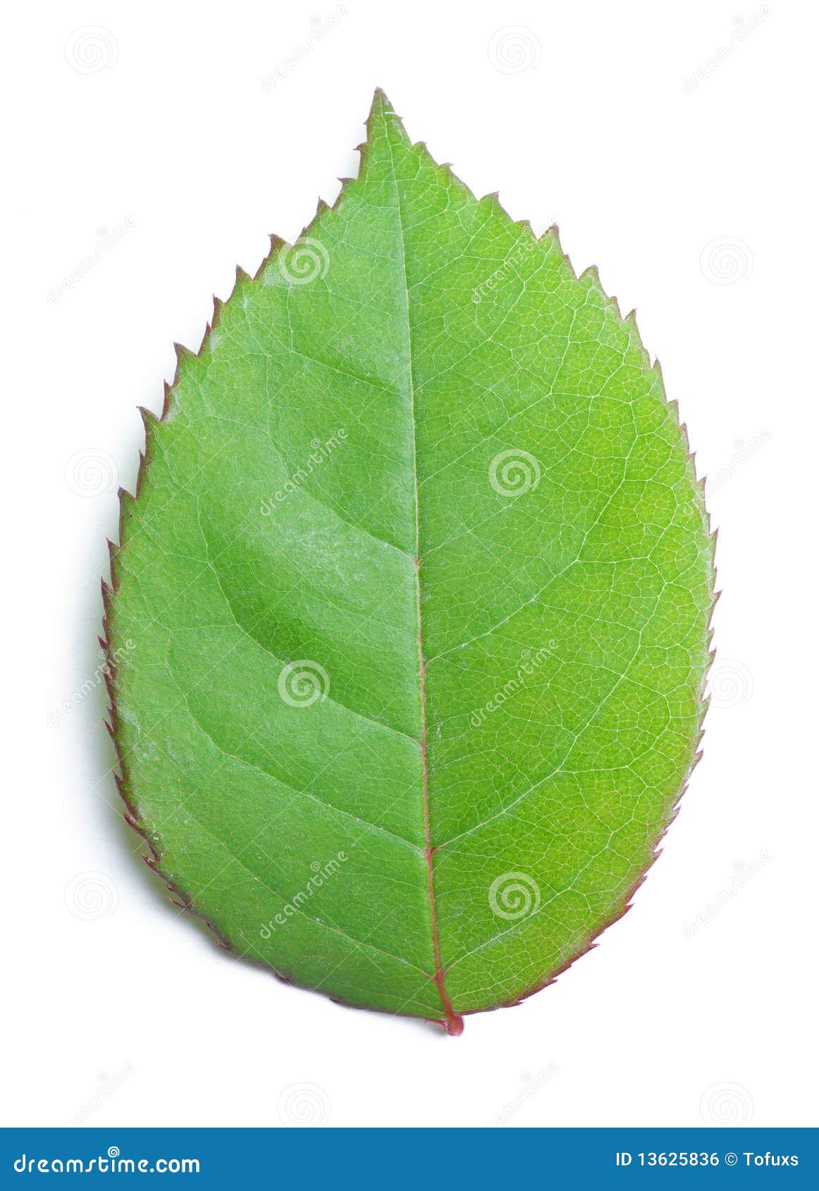 Rose leaf texture stock photo. Image of tree, vein, color - 13625836
