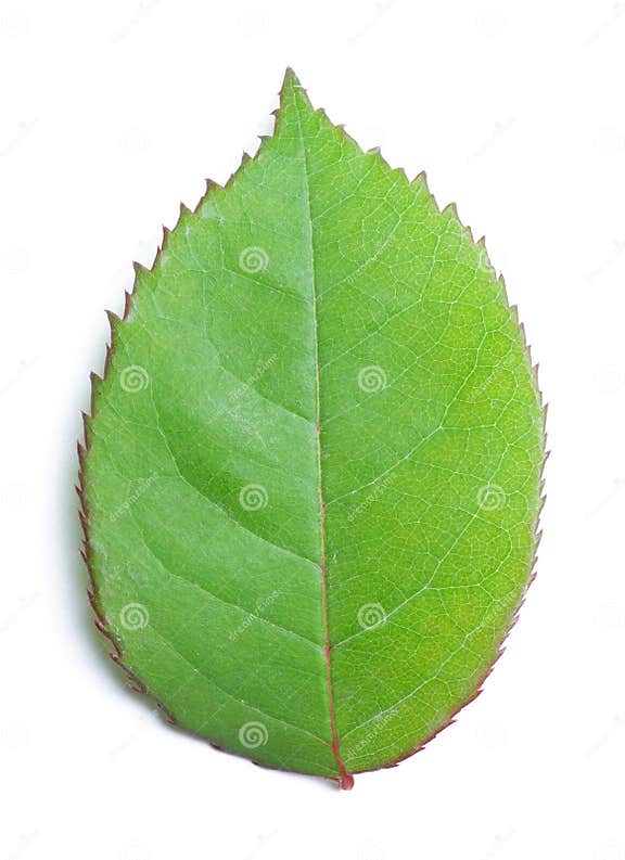 Rose leaf texture stock photo. Image of tree, vein, color - 13625836