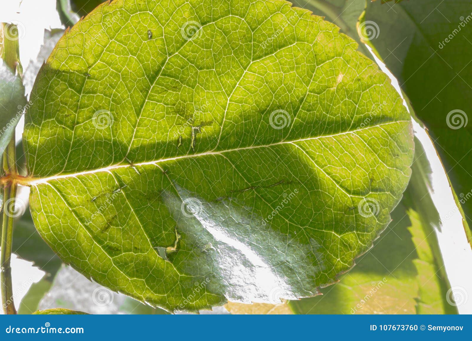Rose Leaf Texture, Closeup in a Horizontal Direction. Pattern from ...