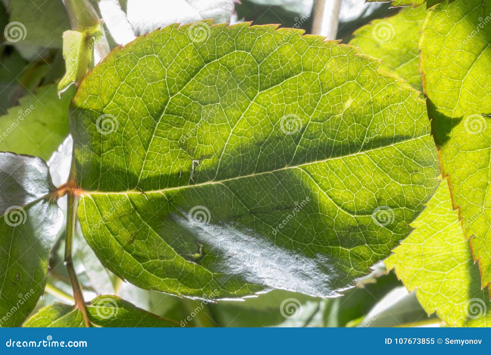 Rose Leaf Texture, Closeup in a Horizontal Direction. Pattern from ...
