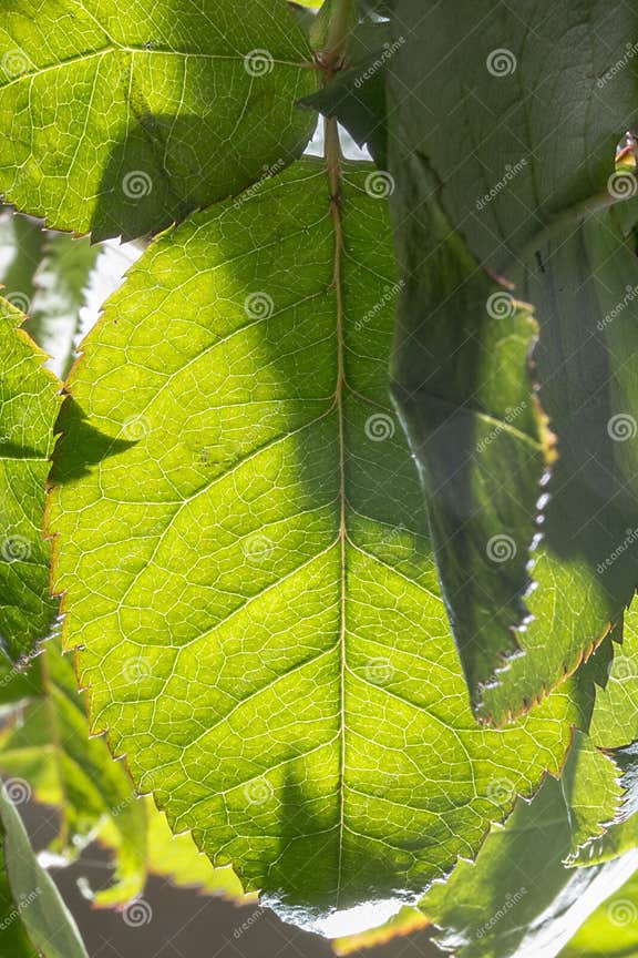 Rose Leaf Texture, Closeup in a Vertical Direction. Pattern from Leafs ...