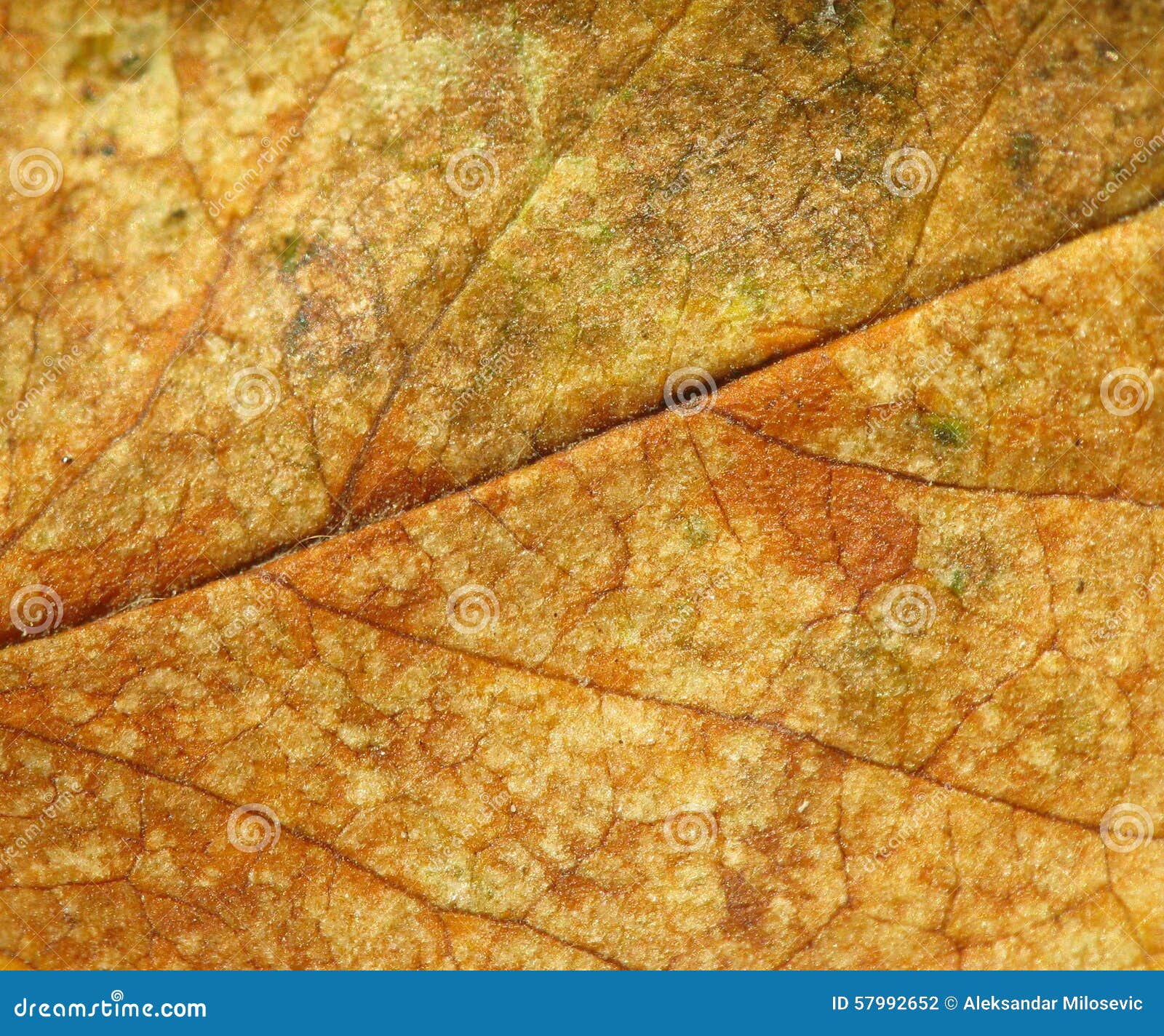 Rose leaf texture stock photo. Image of close, brown - 57992652