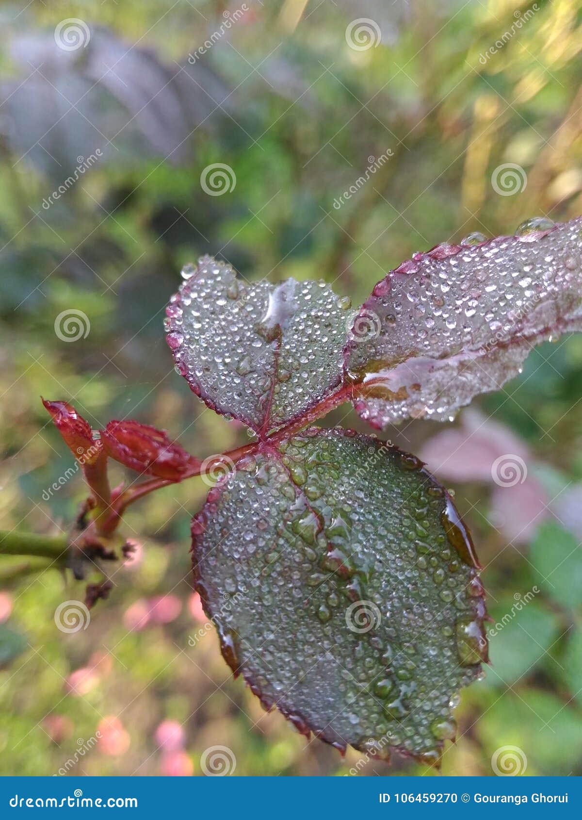 Rose leaf stock photo. Image of rose, leaf, tree, garden - 106459270