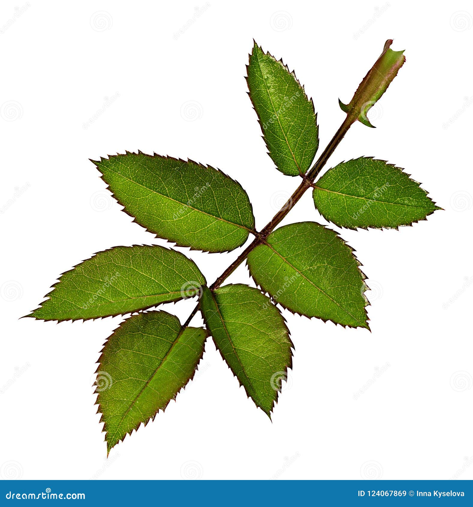 Rose leaf on a white stock image. Image of leaf, background - 124067869