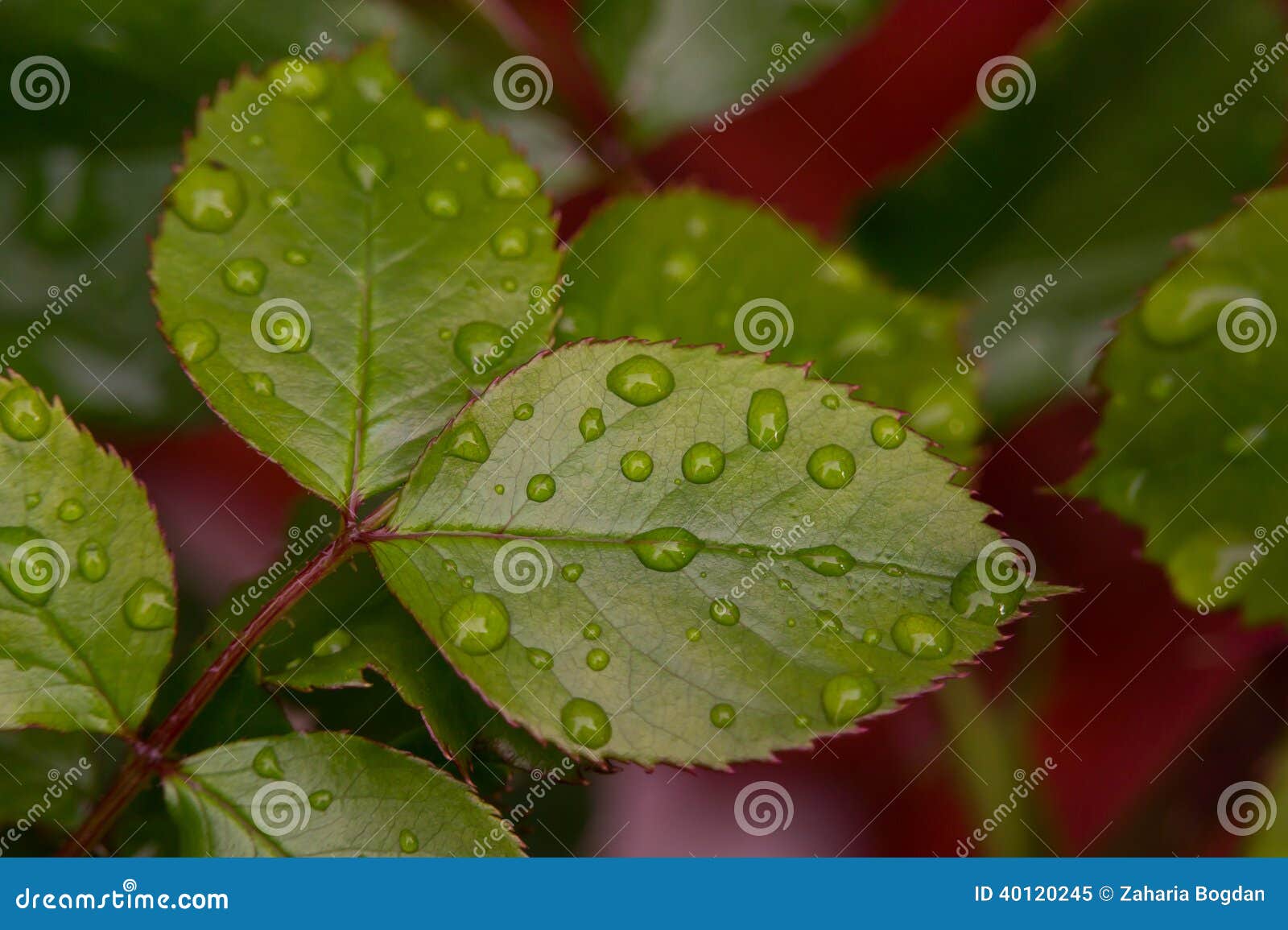 Rose Leafs with Drops of Water Stock Image - Image of parks, closeup ...