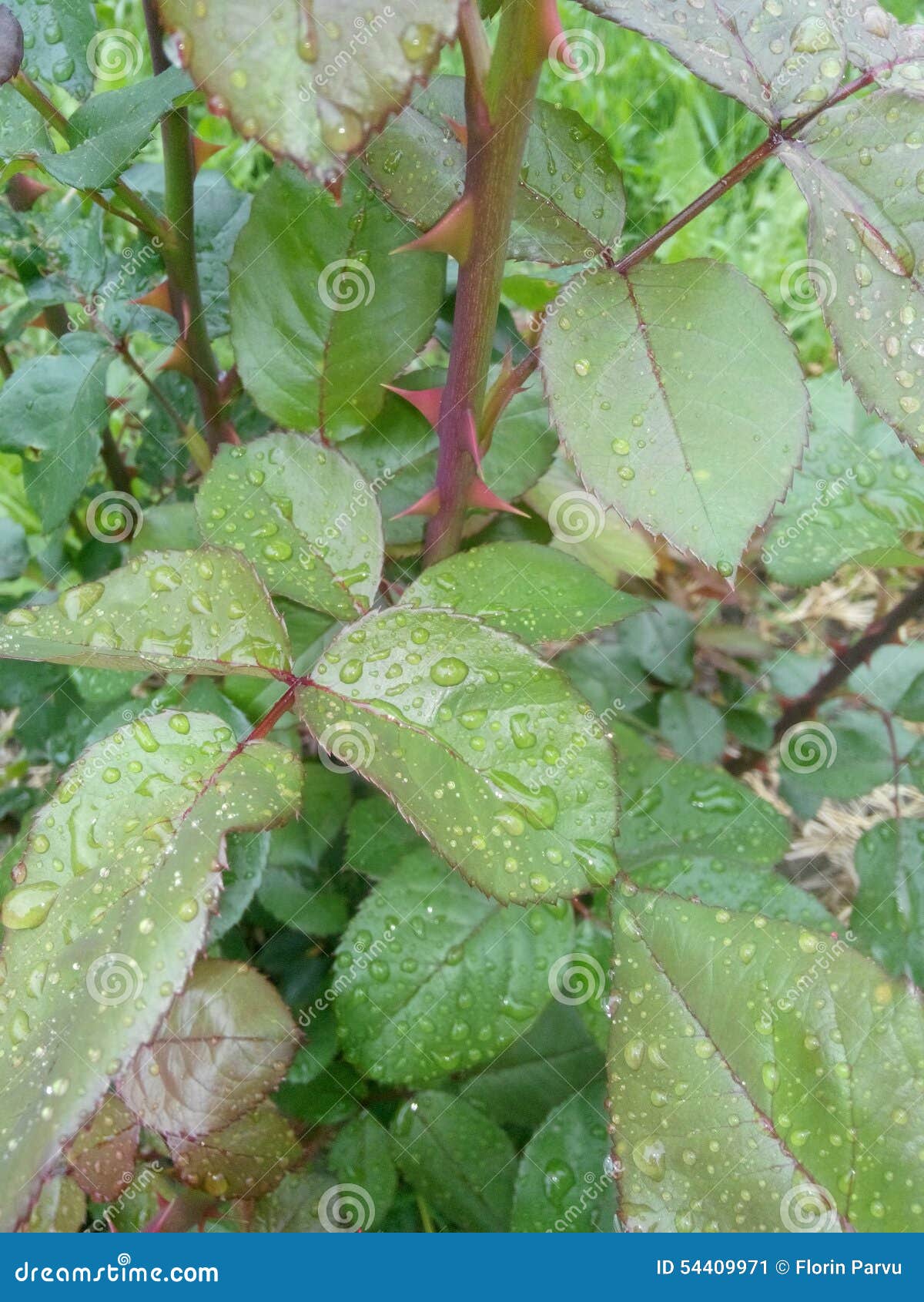 Rose leafs with rain drops stock image. Image of leafs - 54409971