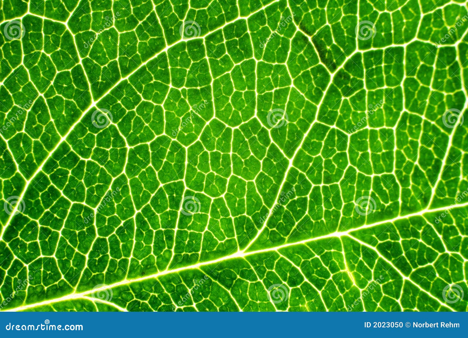 Rose leave stock photo. Image of vein, green, sunshine - 2023050