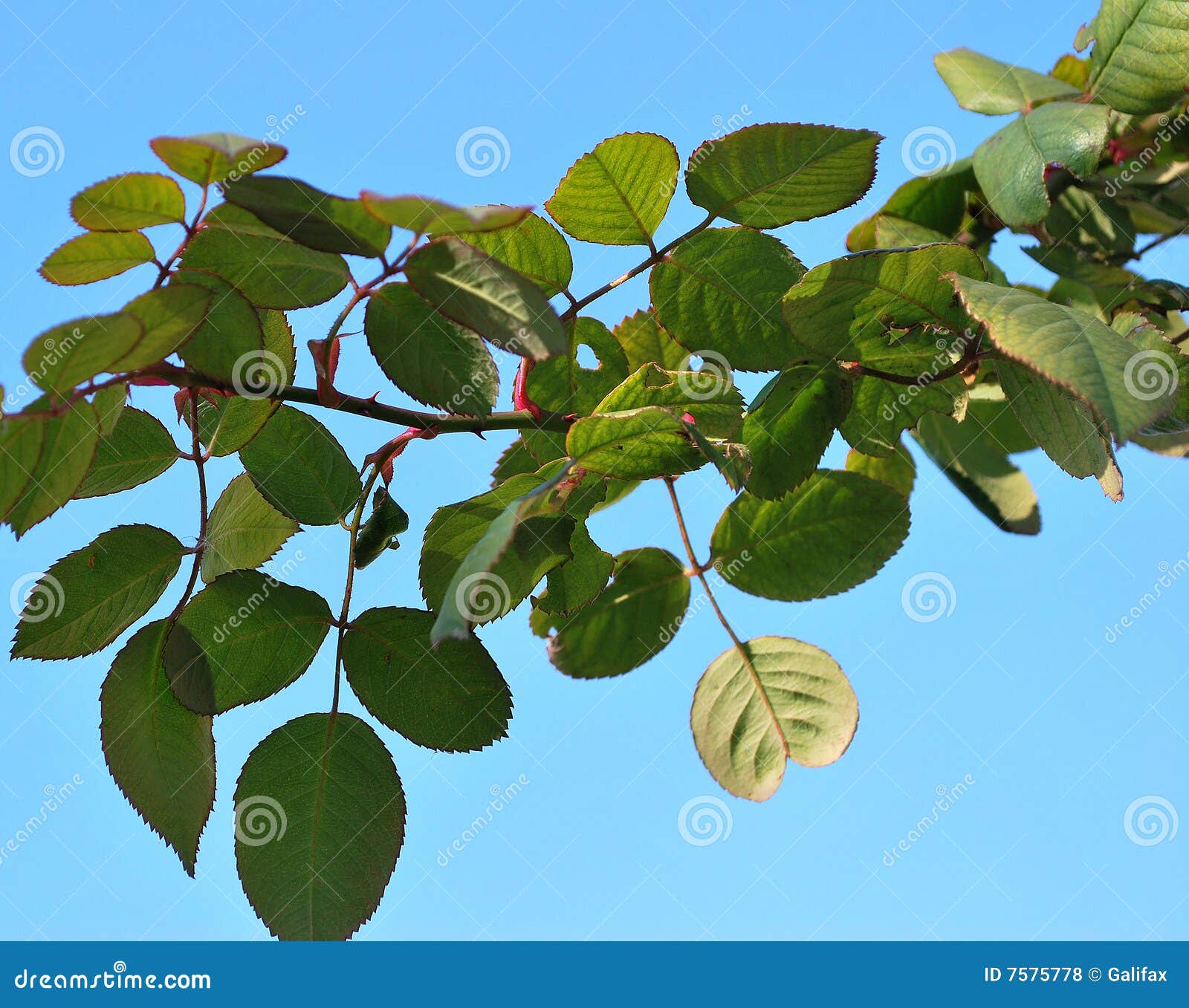 Rose leaves stock photo. Image of pretty, anniversary - 7575778