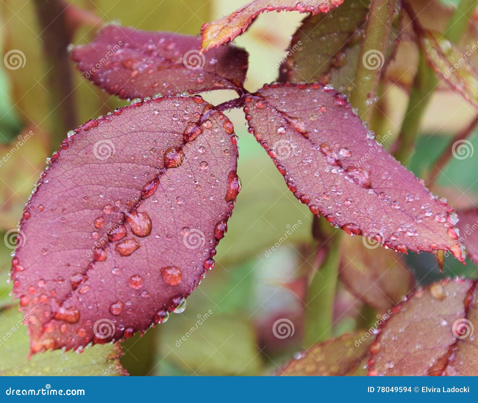 Rose Leaves photo stock. Image du blanc, été, numérique - 78049594