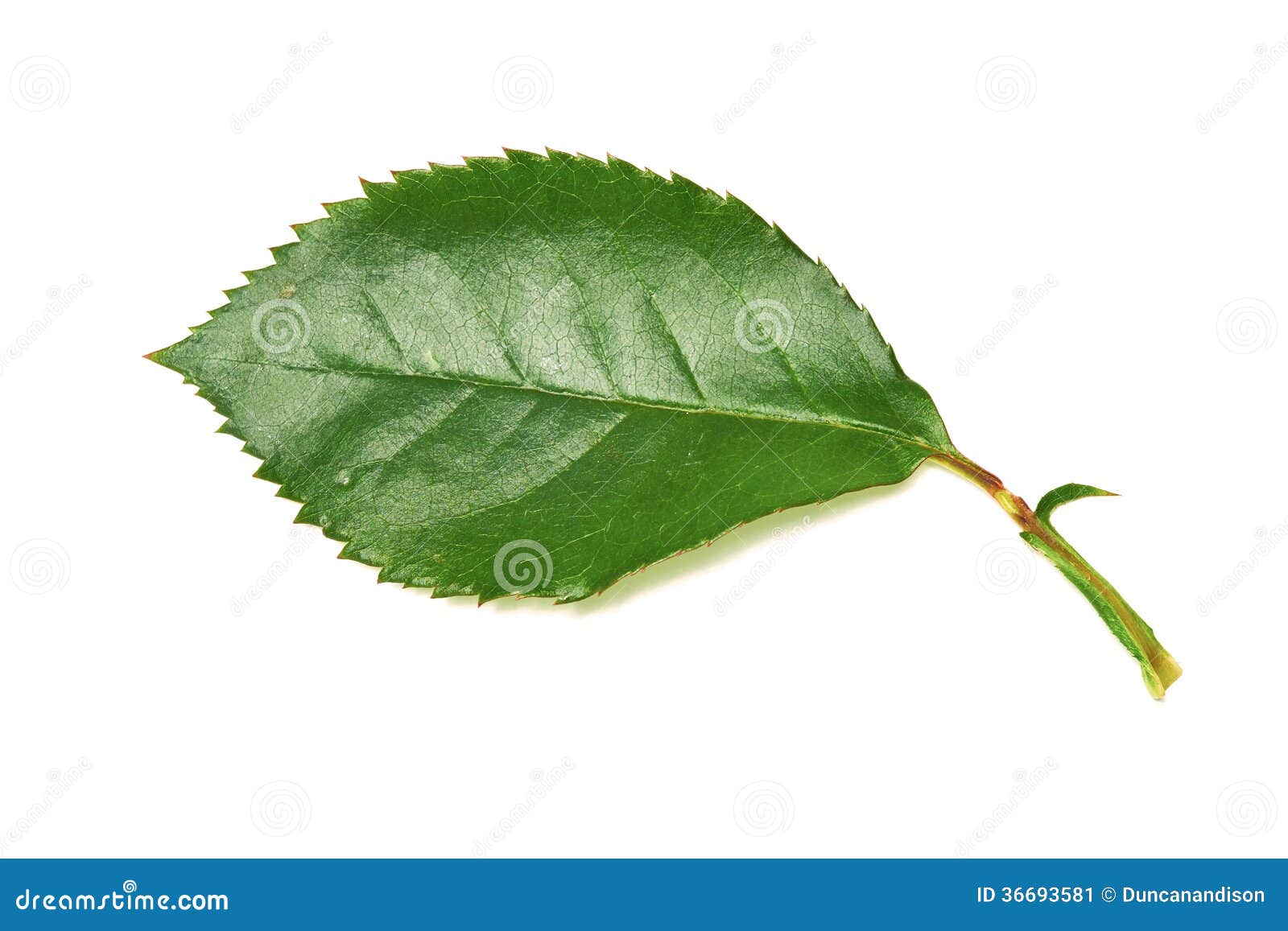 Rose Leaves stock image. Image of beauty, photosynthesis - 36693581