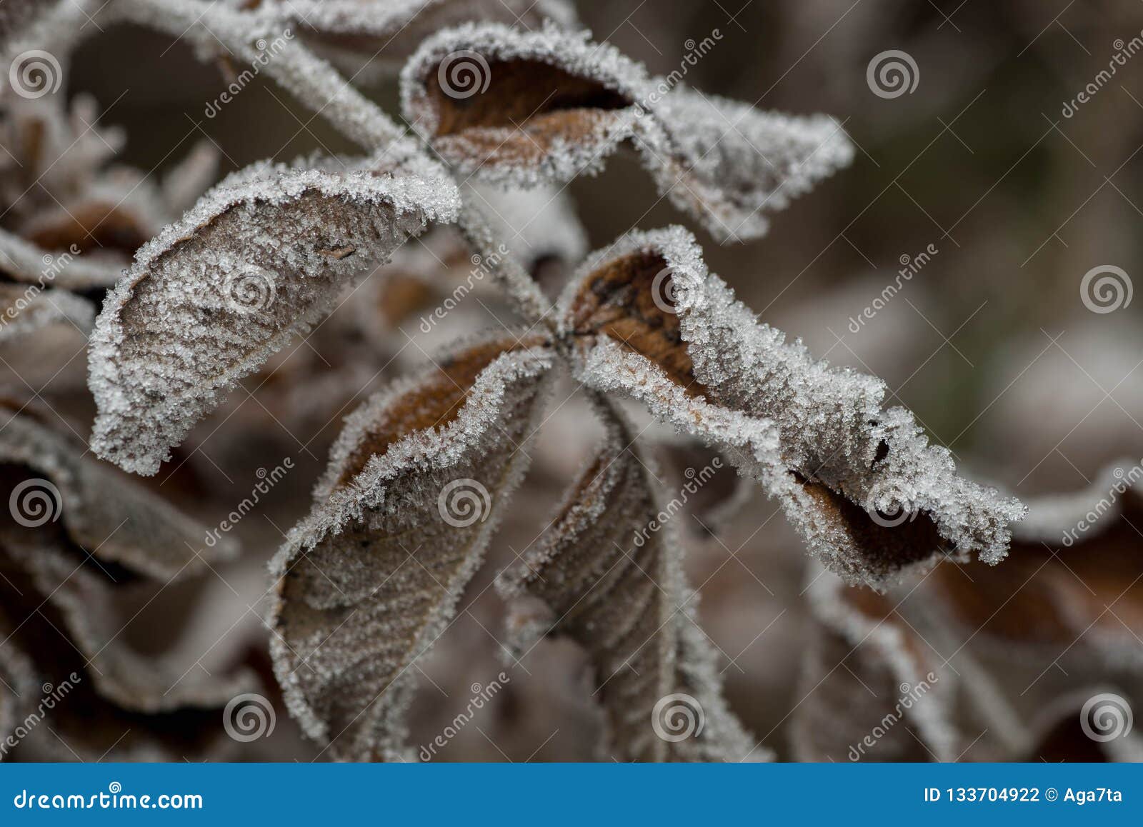 Rose Leaves Covered with Hoarfrost Macro Stock Photo - Image of cold ...