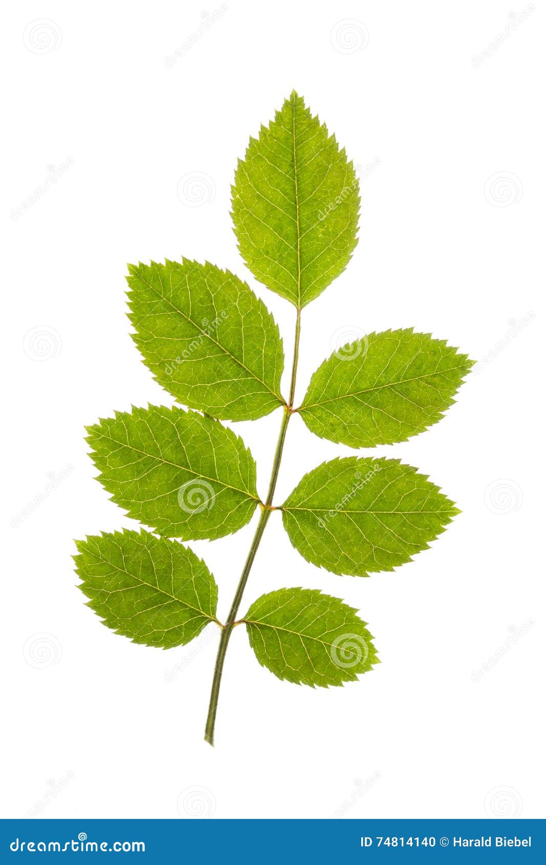 Rose leaves stock photo. Image of botany, love, macro - 74814140