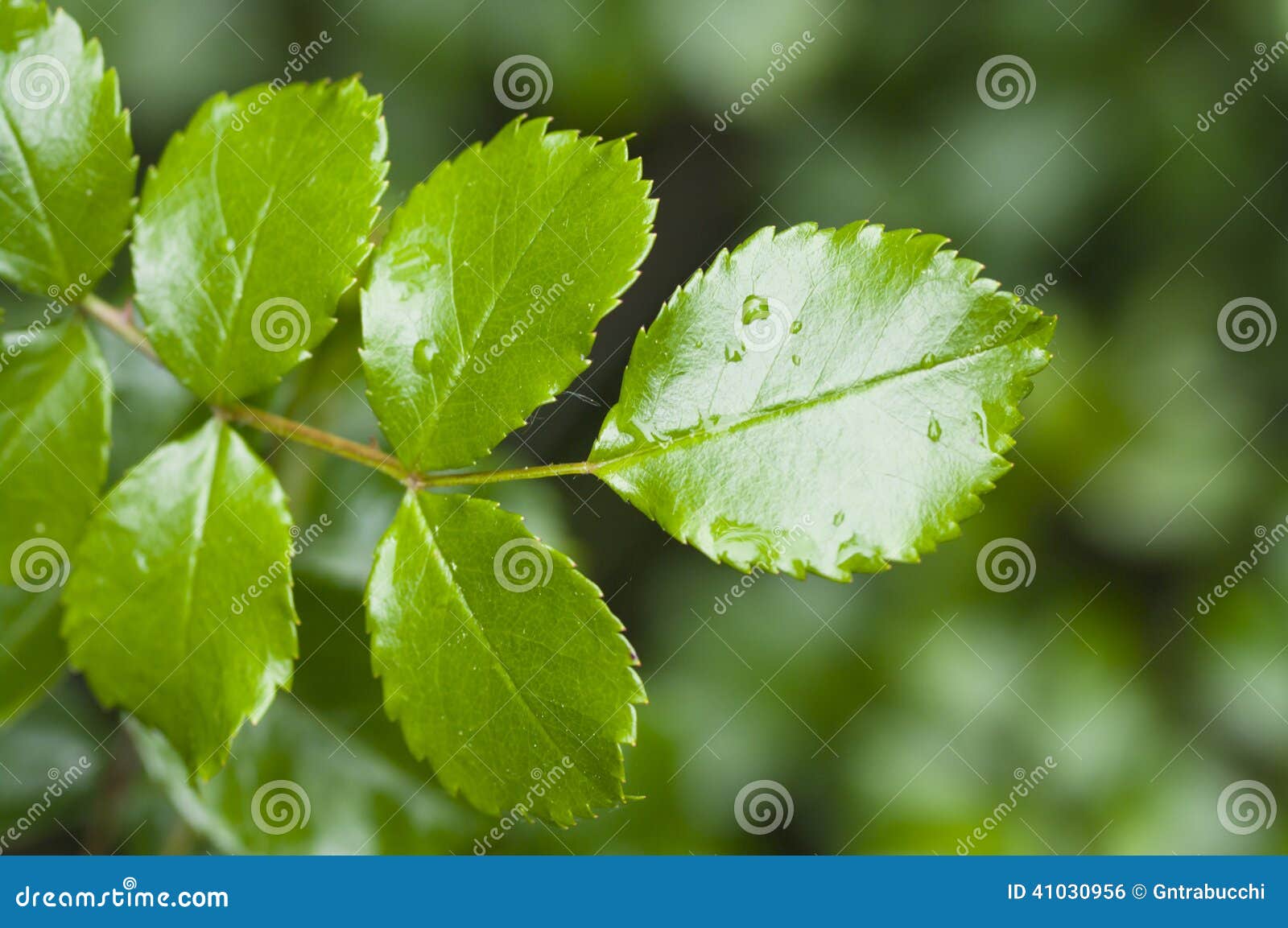 Rose leaves stock photo. Image of close, leaf, countryside - 41030956