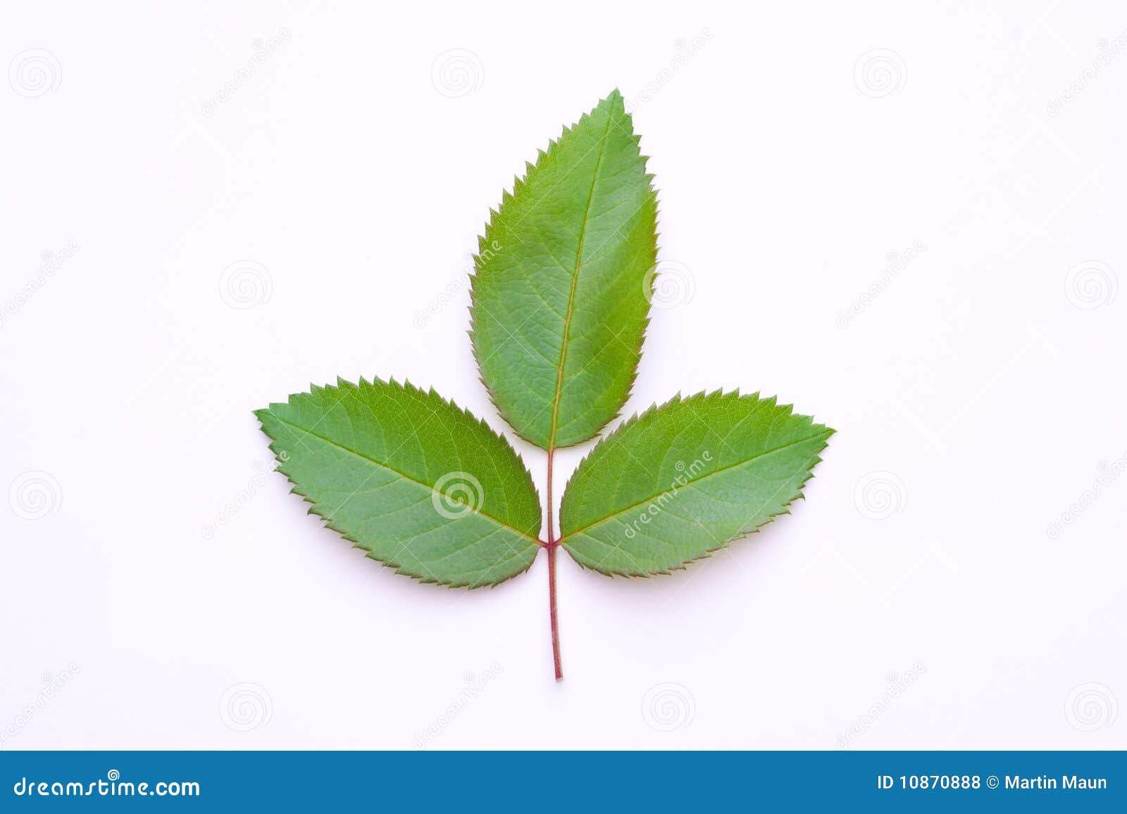 Rose Leaves Isolated Royalty Free Stock Photos - Image: 10870888