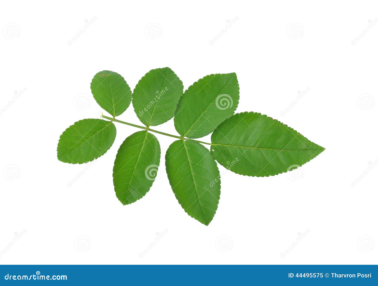 Rose Leaves Isolated on White Background Stock Image - Image of ...