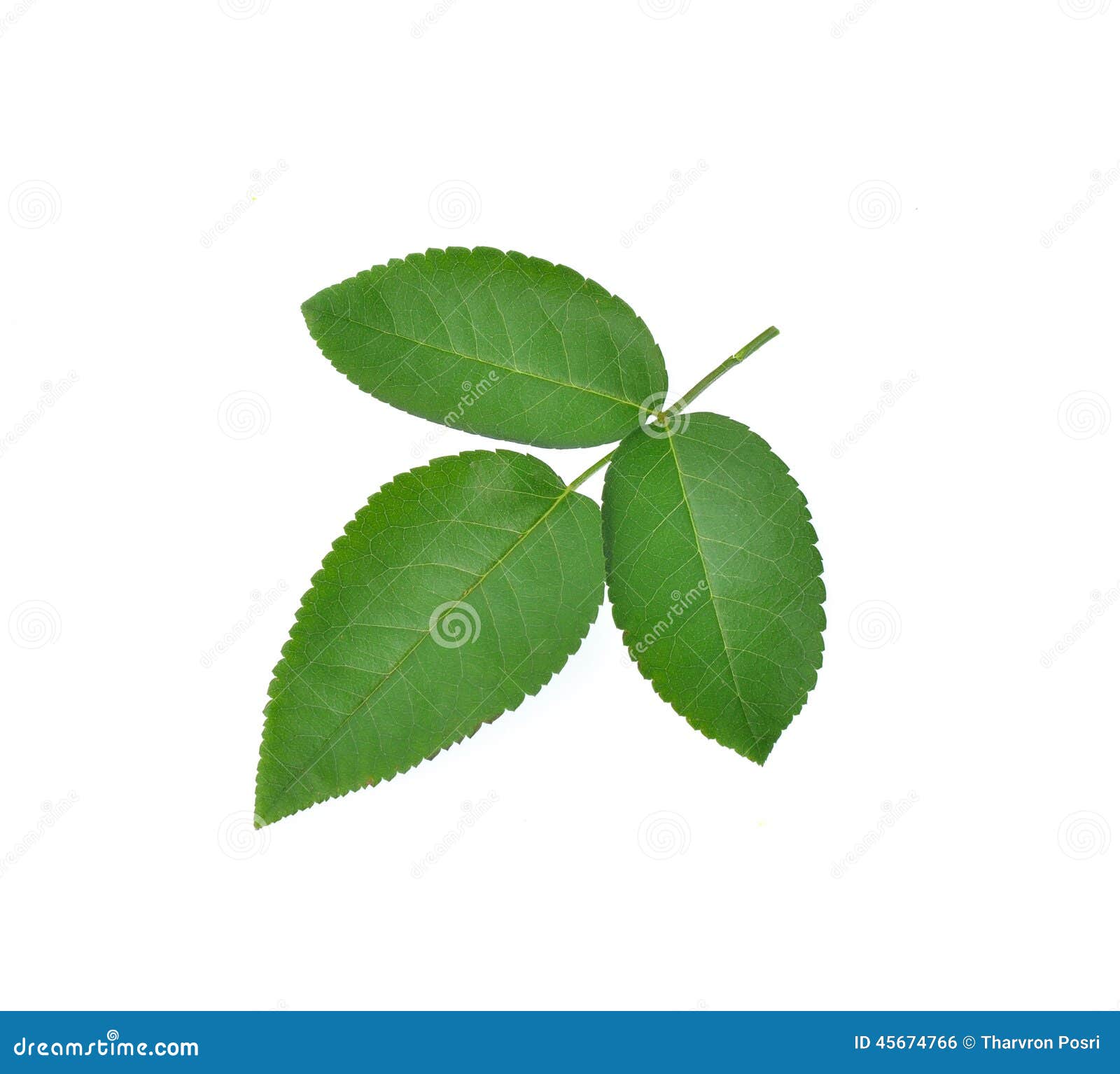 Rose Leaves Isolated on White Background Stock Photo - Image of design ...