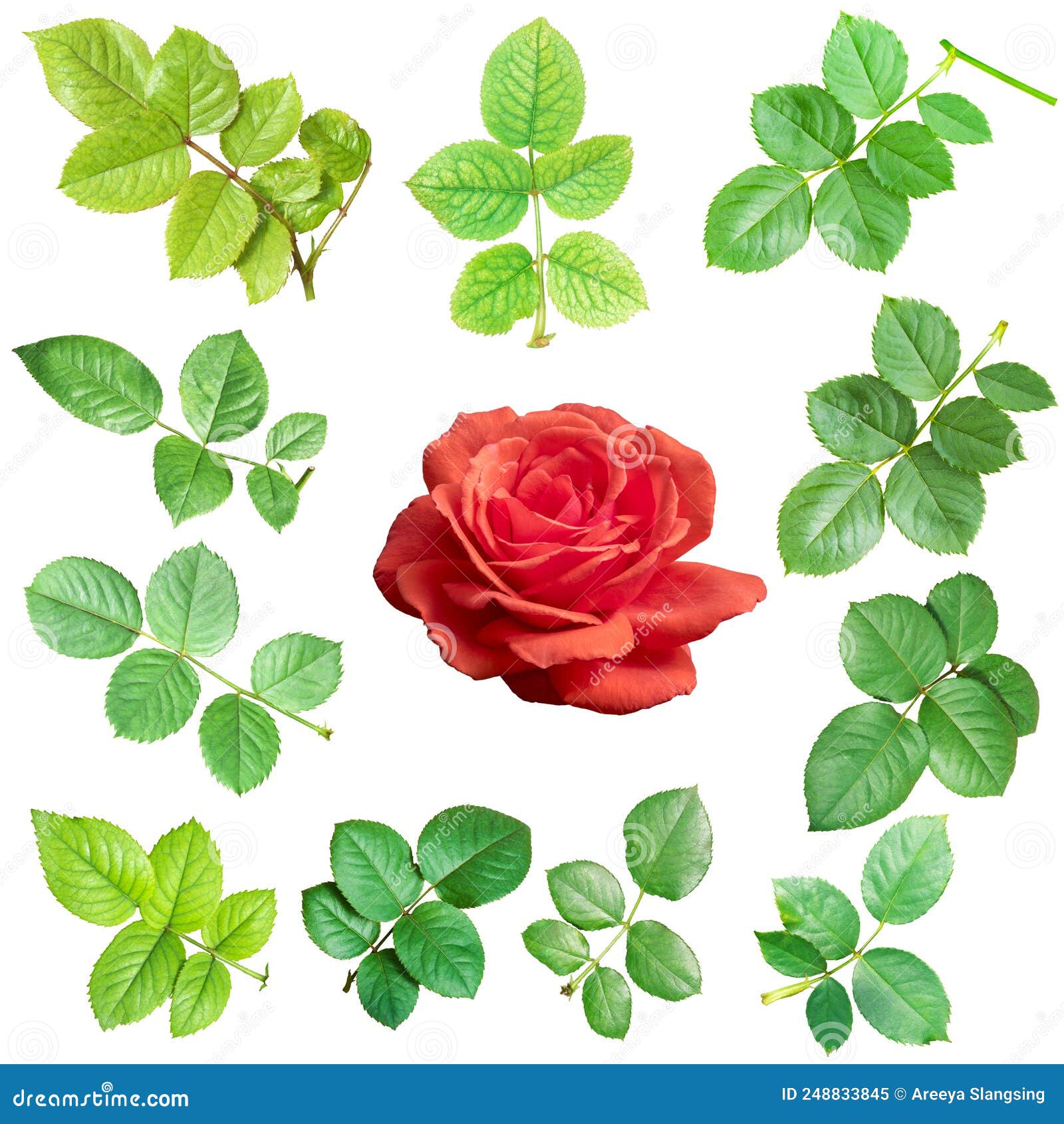 Rose Leaves Isolated on White Background Stock Image - Image of leaf ...
