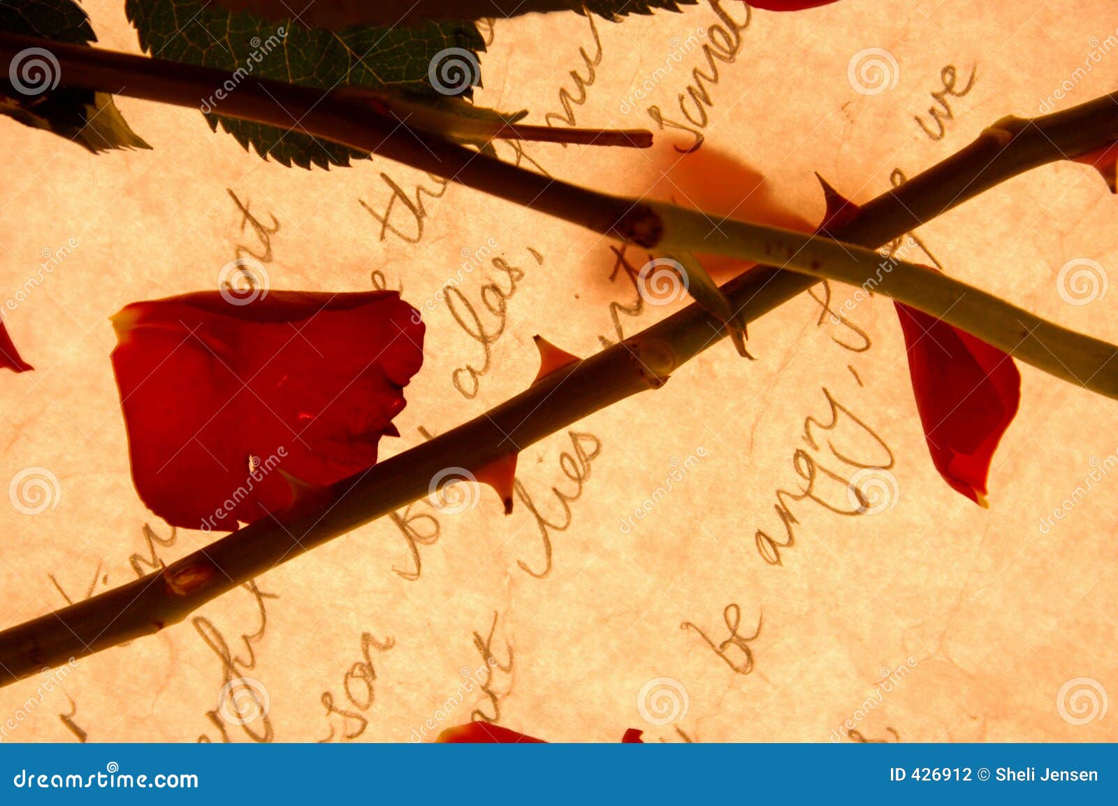 Rose and letter stock photo. Image of detail, nature, pink - 426912