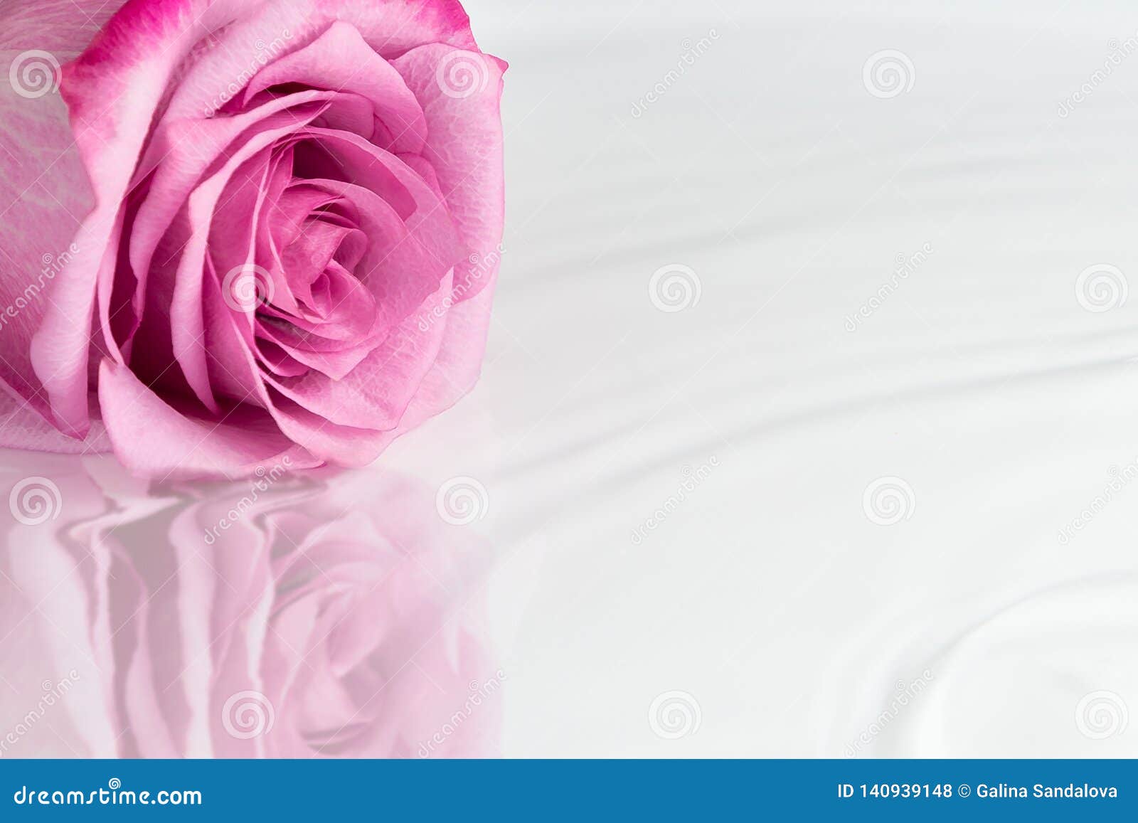 Rose Lies on the Surface of the Water with Easy Ripples Stock Photo ...