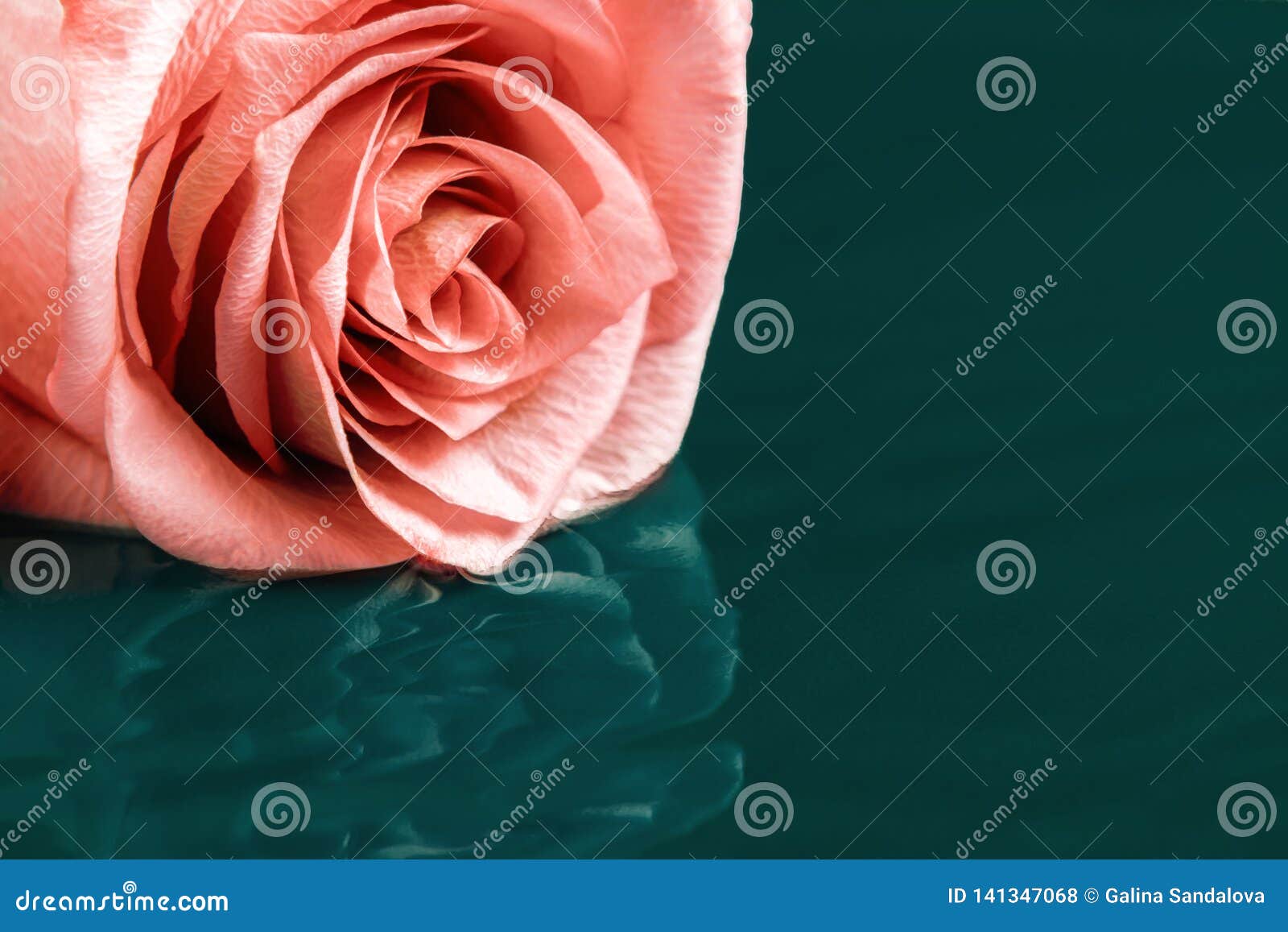 Rose Lies on the Surface of the Water with Easy Ripples Stock Photo ...