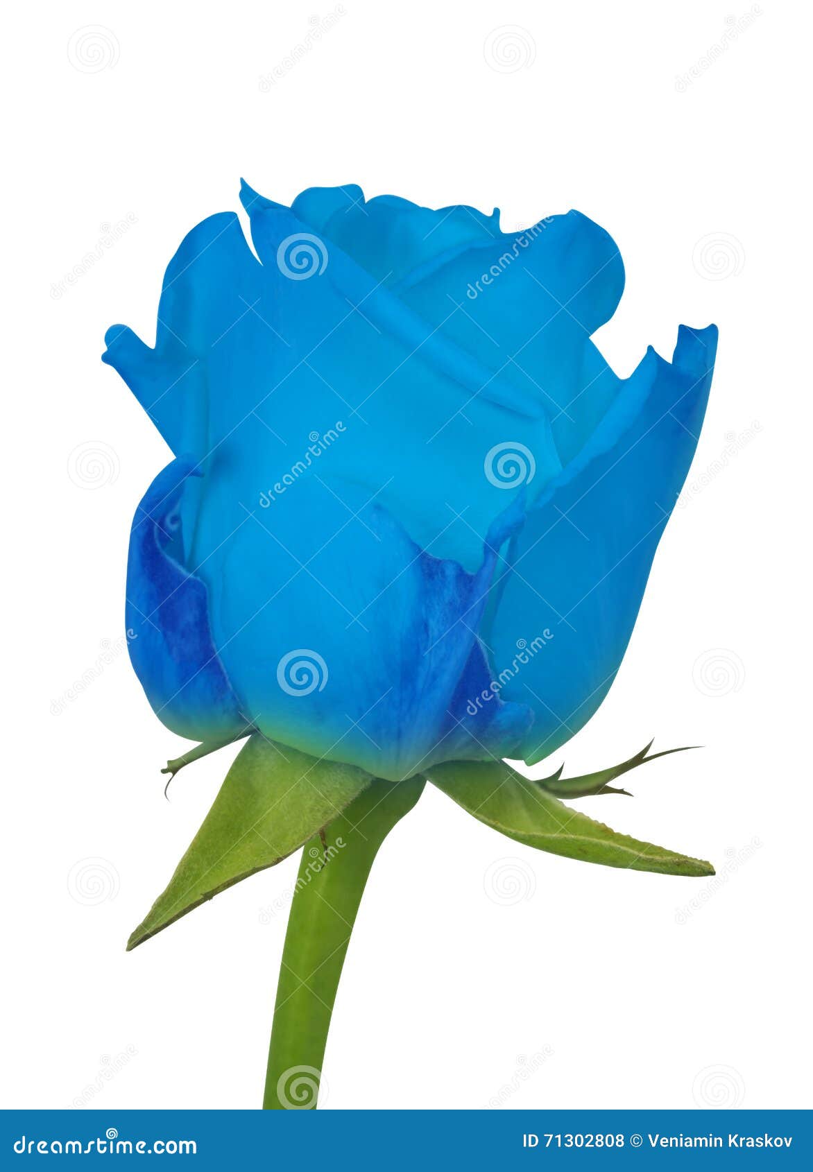 Rose light blue isolated stock photo. Image of petal - 71302808