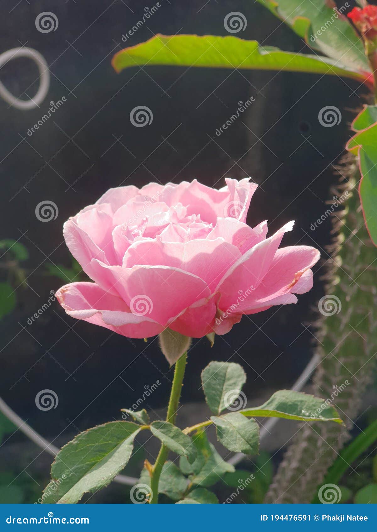 Rose and Light are Perfect Together Stock Image - Image of rose, gether ...