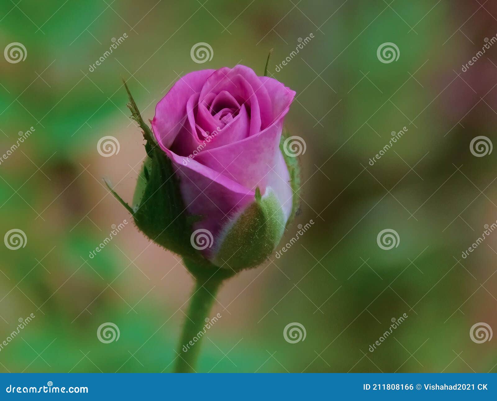 Rose is a Rose always, Look Like Romantic Baby Stock Photo - Image of ...
