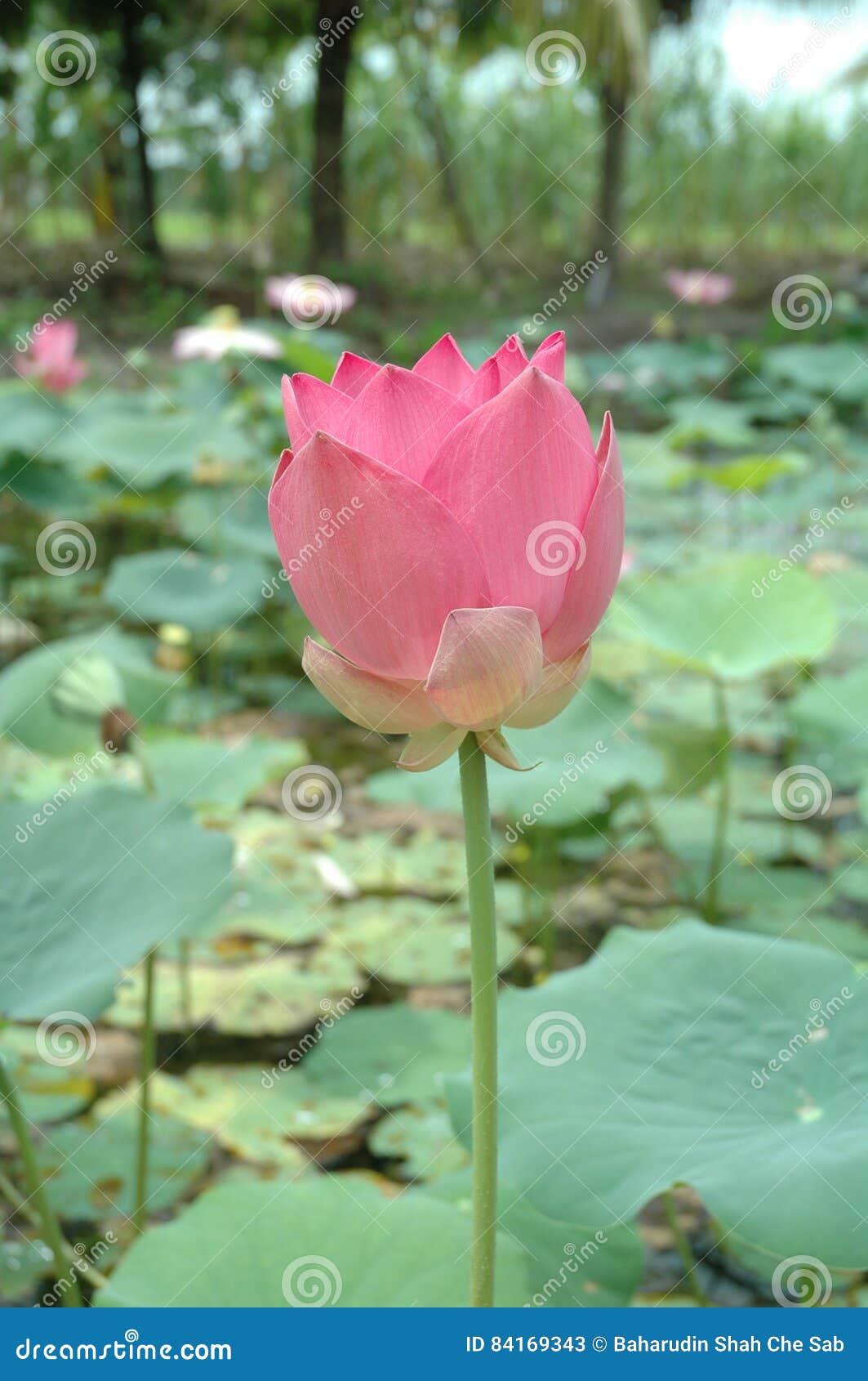 The rose lotus stock image. Image of activity, file, animals - 84169343