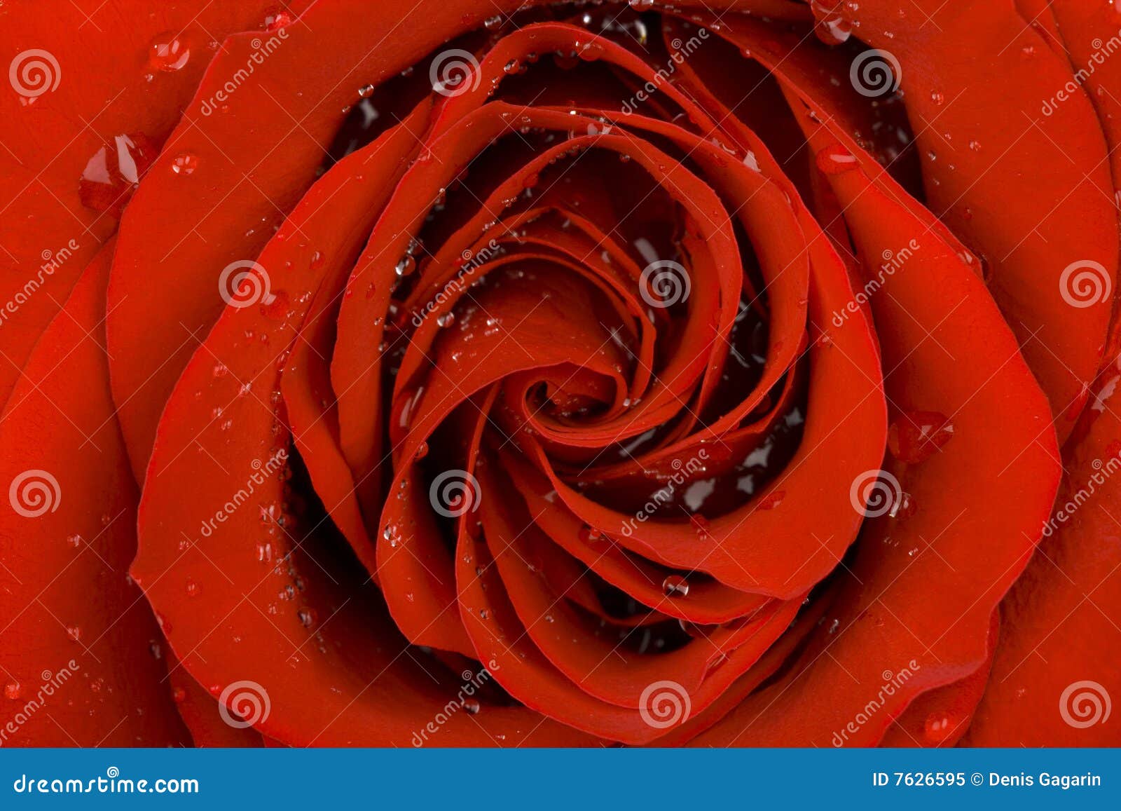 Rose of love stock image. Image of anniversary, luxury - 7626595