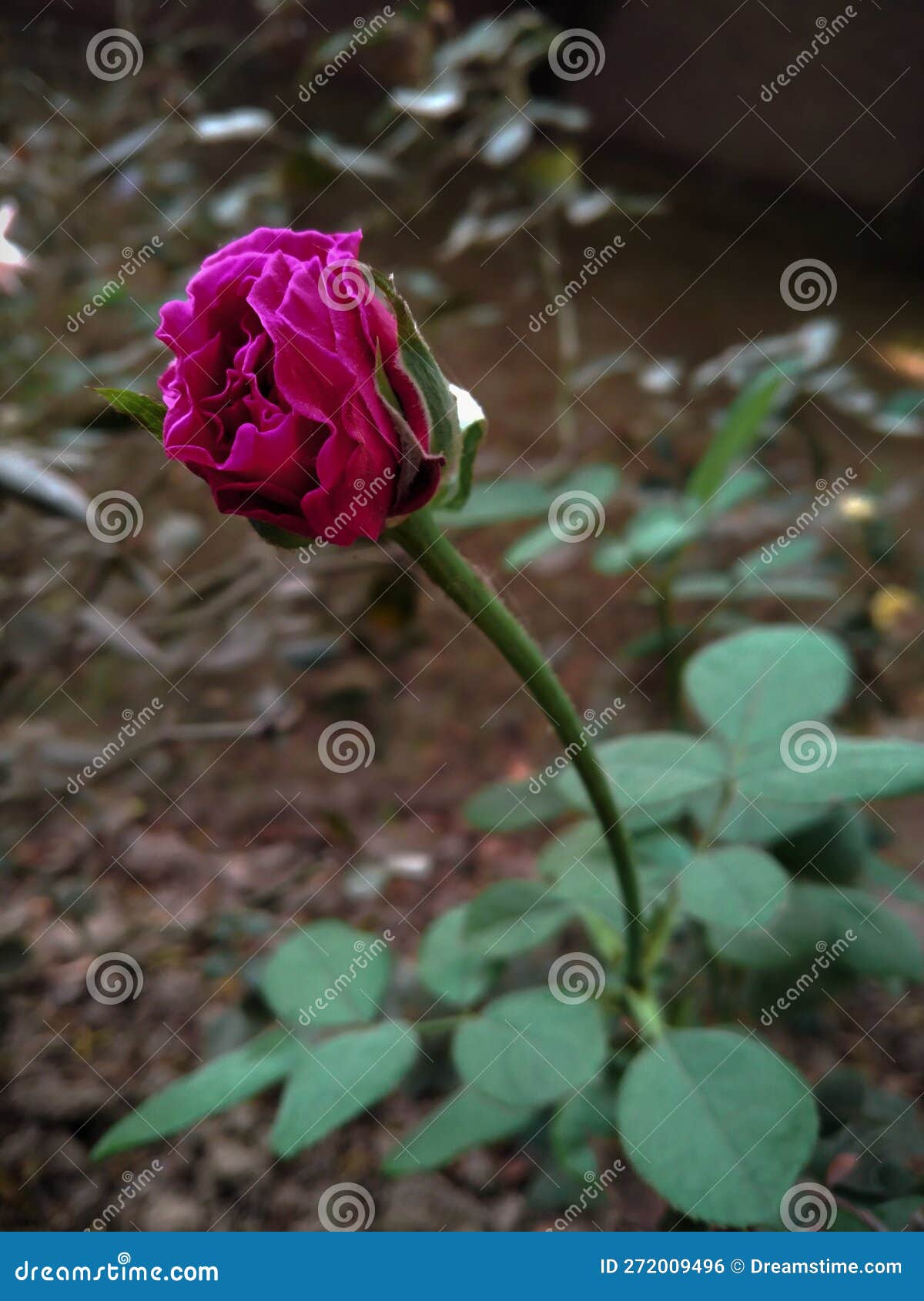 Rose lover stock photo. Image of nature, lover, rose - 272009496