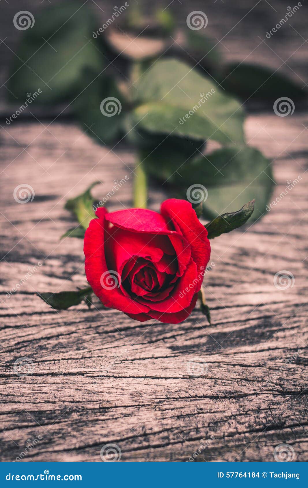 Rose Lying Down on a Old Wooden Floor. Stock Photo - Image of romance ...