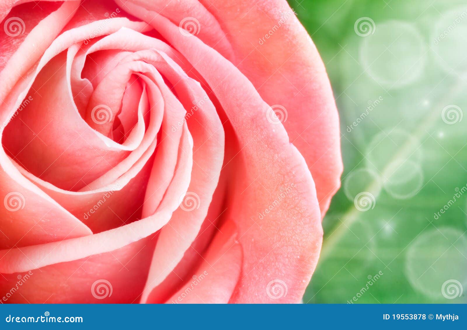 Rose macro stock photo. Image of freshness, detail, botanical - 19553878