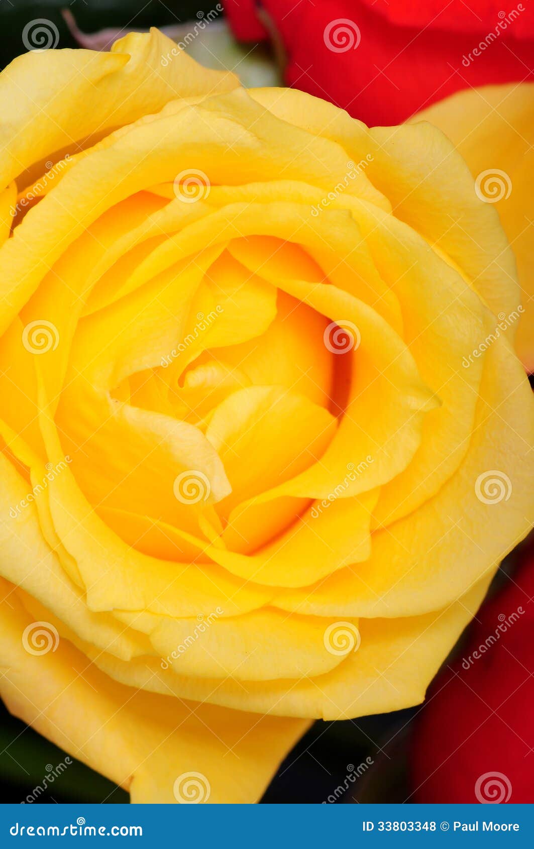 Rose Macro gialla fotografia stock. Immagine di rosso - 33803348