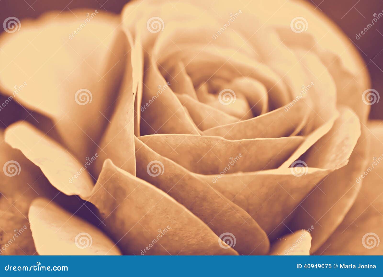 Rose Macro, Retro Photo Effect Stock Image - Image of retro, blooming ...