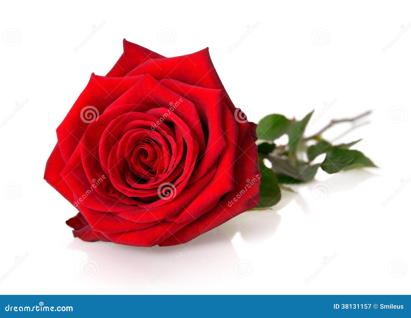 Rose Magnifique De Rouge Sur Le Blanc Image stock - Image du rose ...
