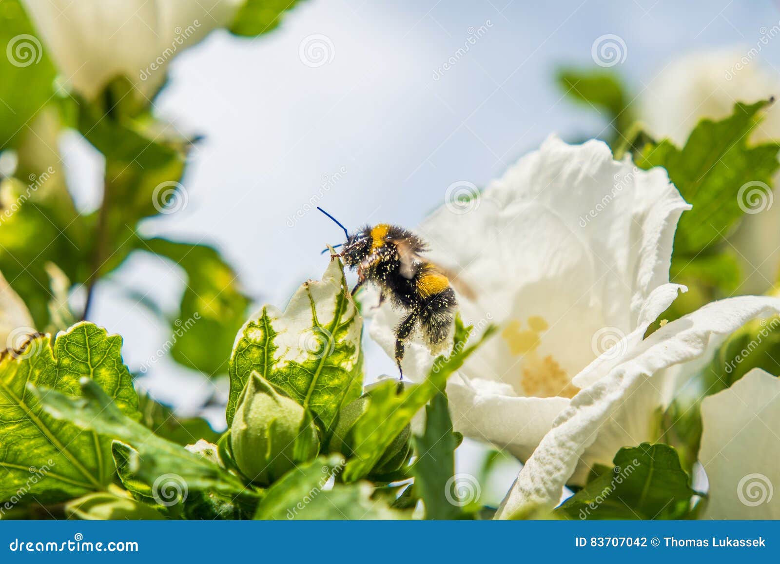 Rose mallow and bumble bee stock photo. Image of fresh - 83707042