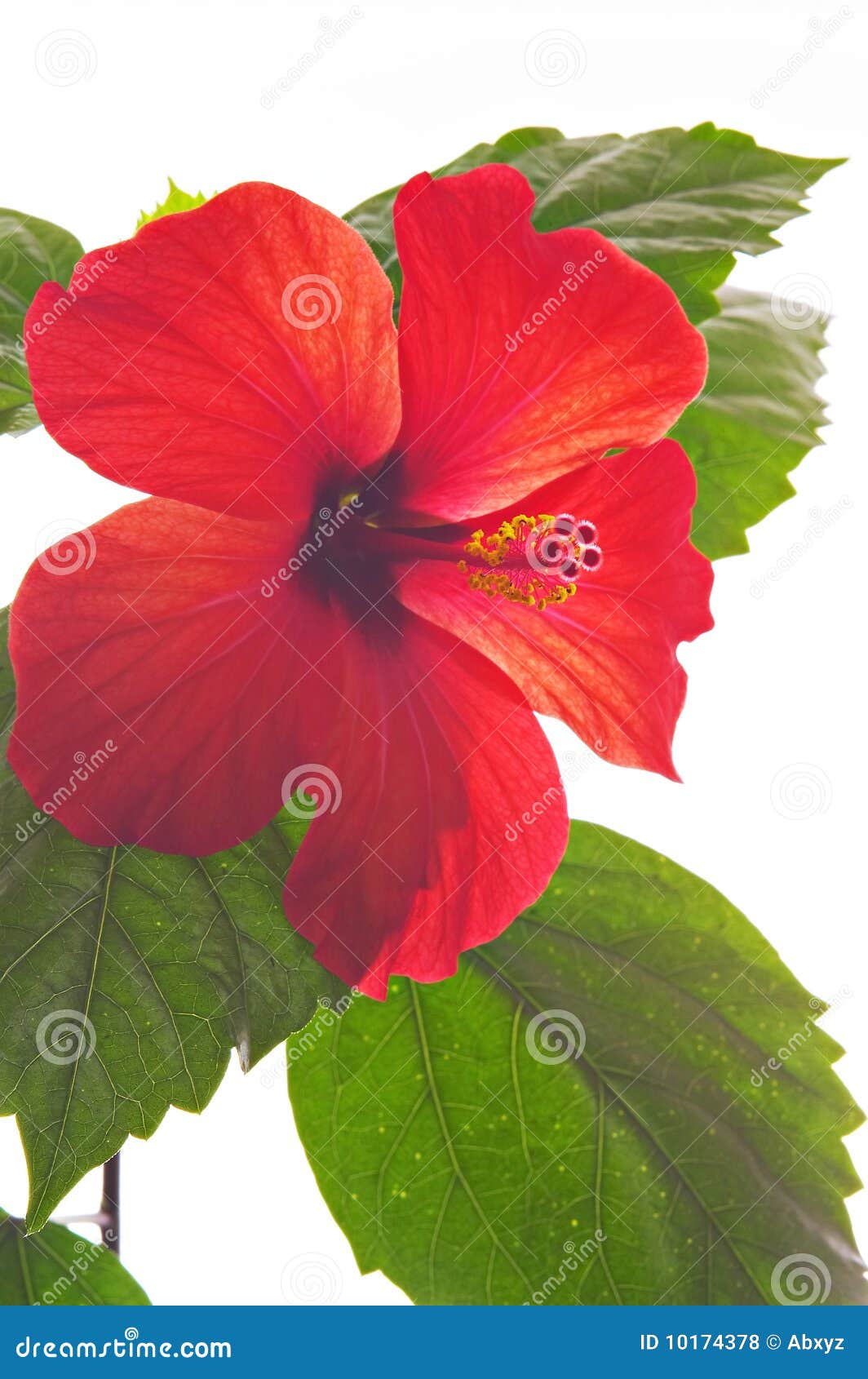 Rose mallow close-up stock photo. Image of orange, botanic - 10174378