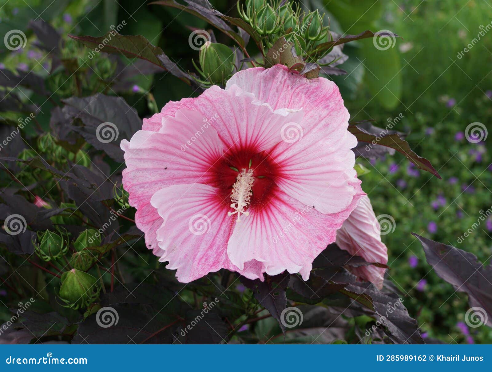 Rose Mallow Hibiscus "Starry Starry Night" at Full Bloom Stock Photo ...