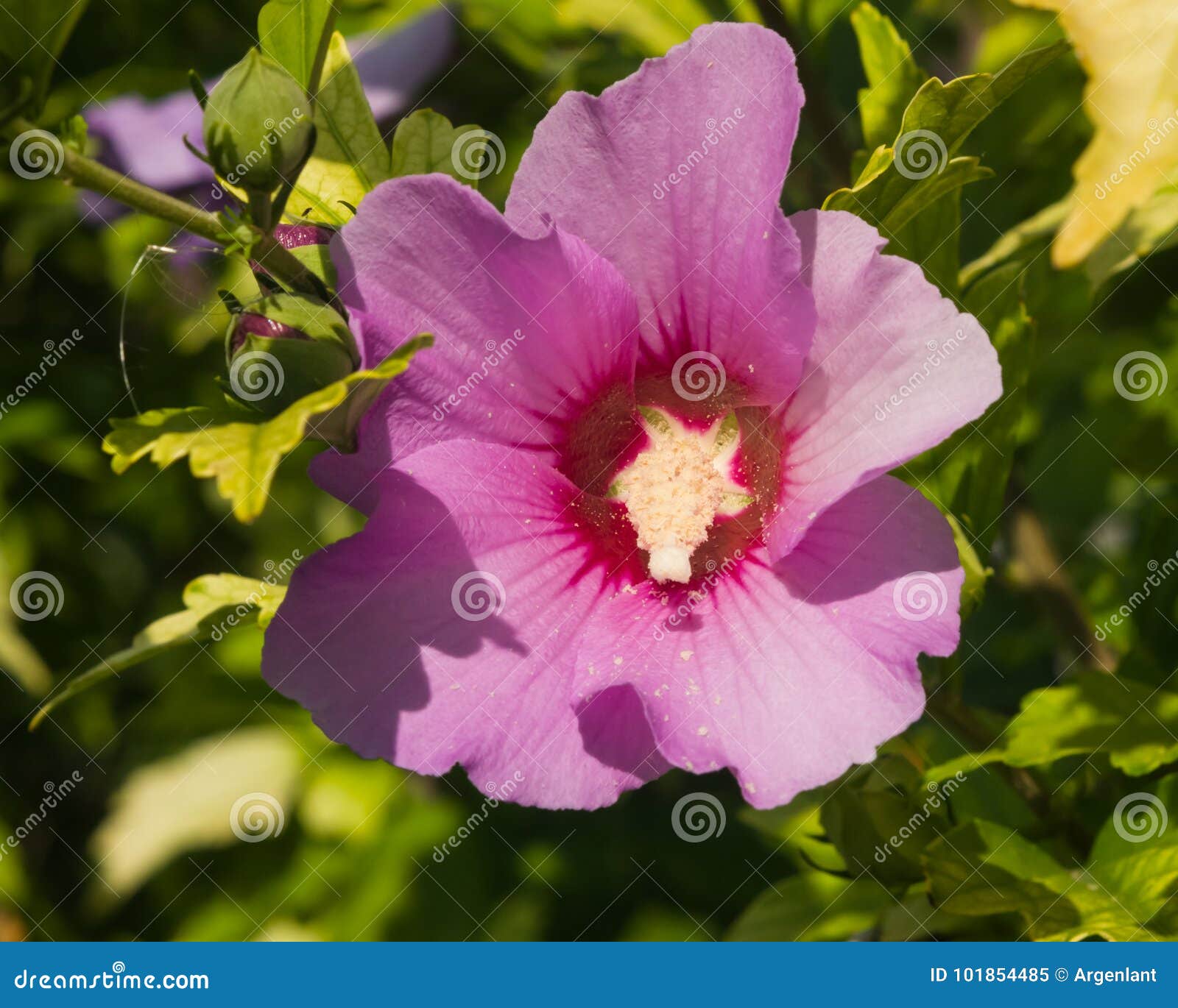 Rose Mallow O Ketmia Sirio Syriacus Del Hibisco Primer De La Flor Con