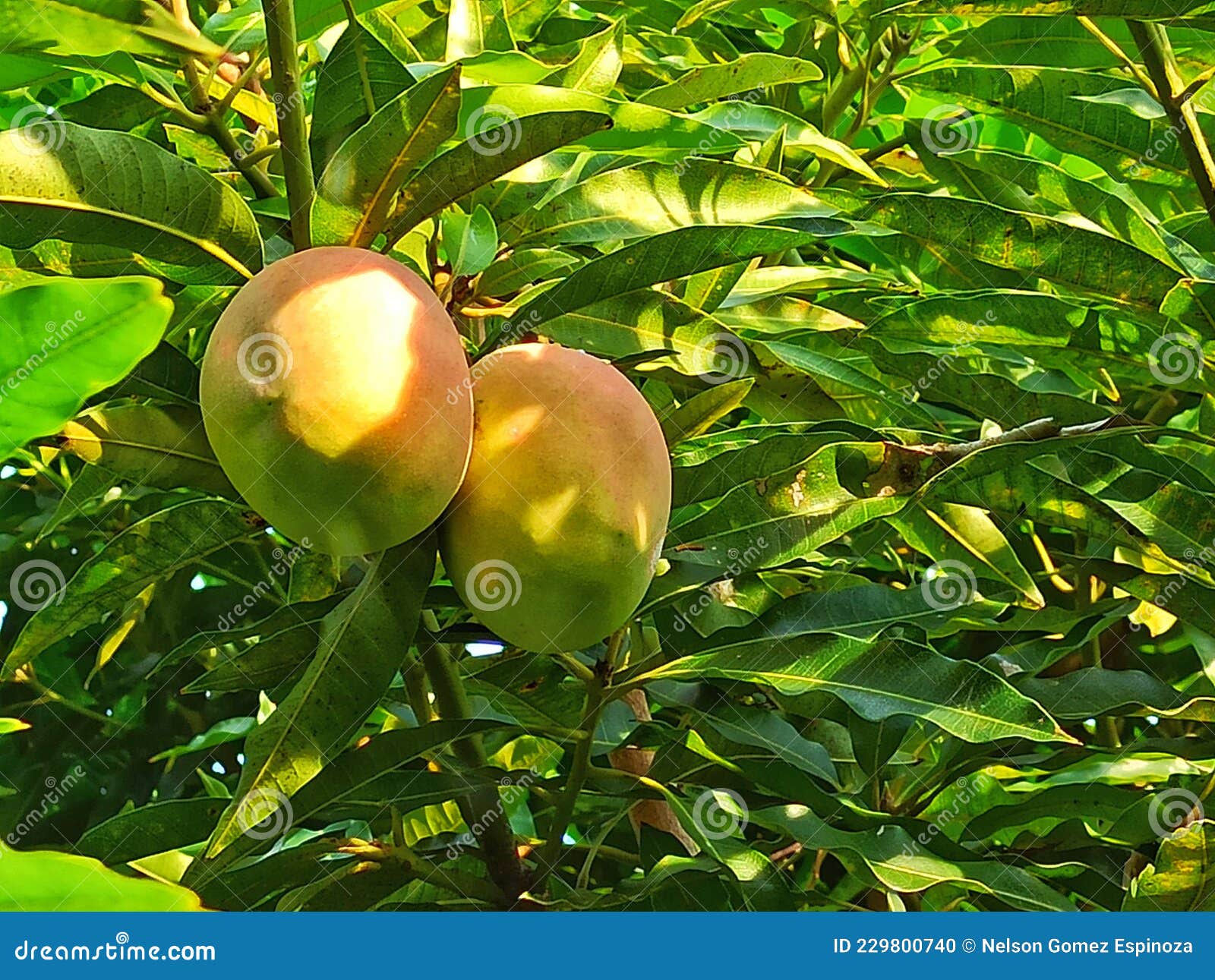 Rose Mango, Tropical Fruit. Stock Photo - Image of central, zone: 229800740