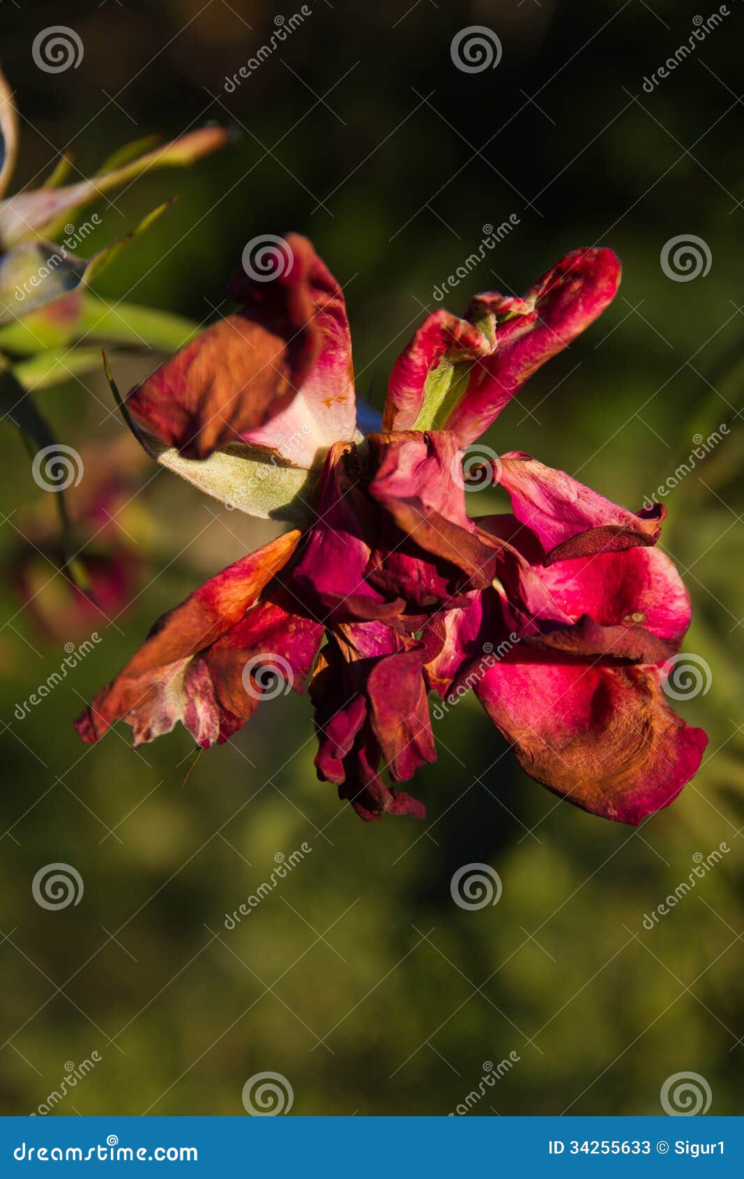 Rose marchitada imagen de archivo. Imagen de floral, pétalos - 34255633