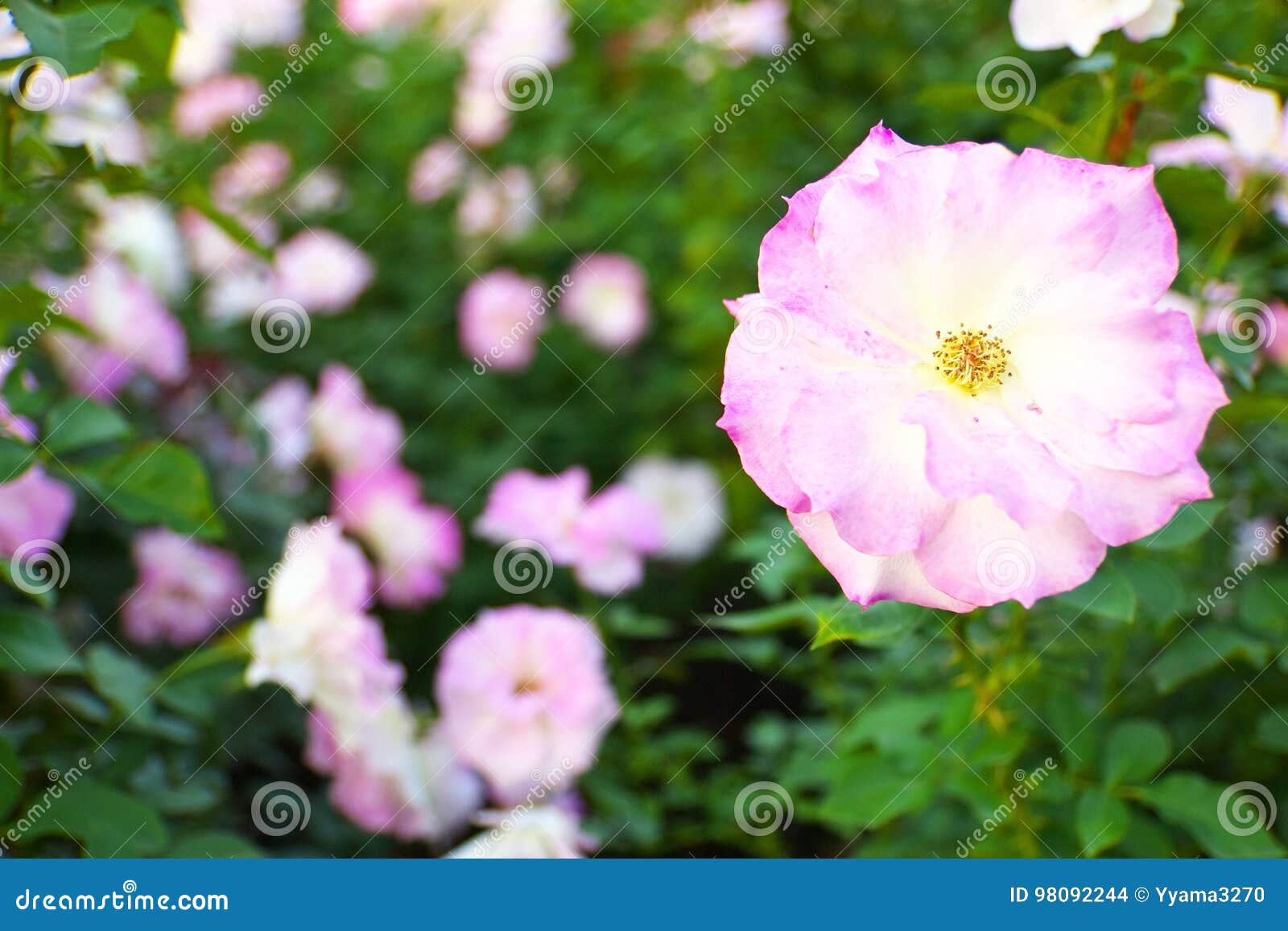 Rose Matilda stock photo. Image of pink, early, faint - 98092244