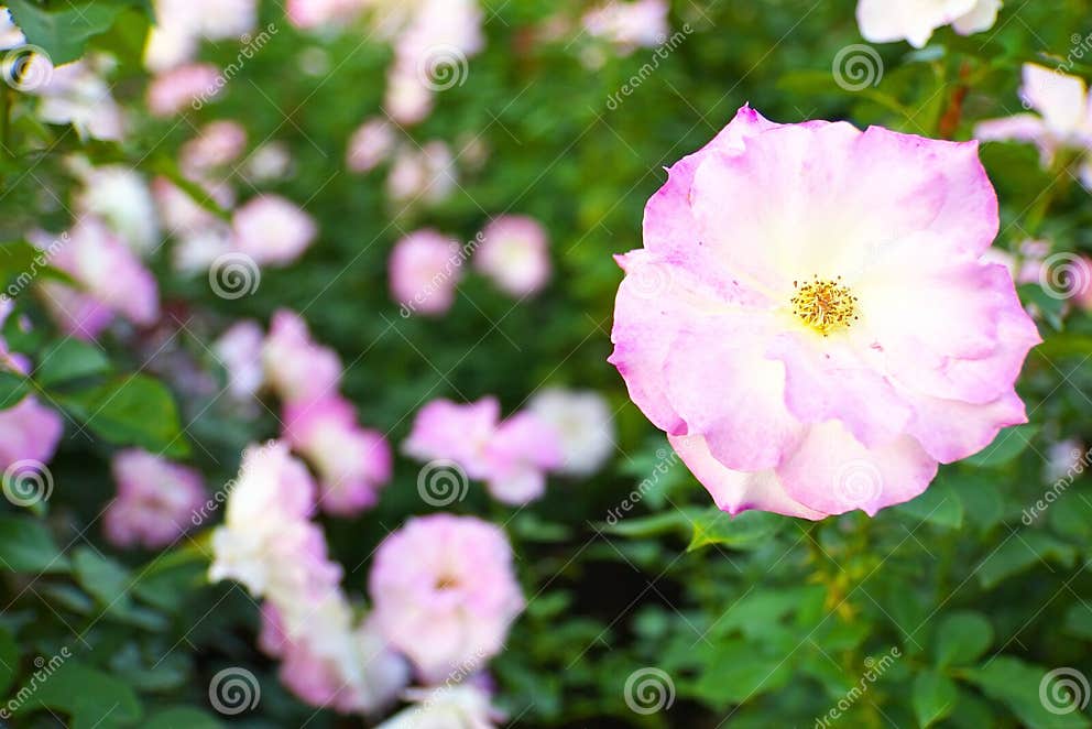 Rose Matilda stock photo. Image of pink, early, faint - 98092244