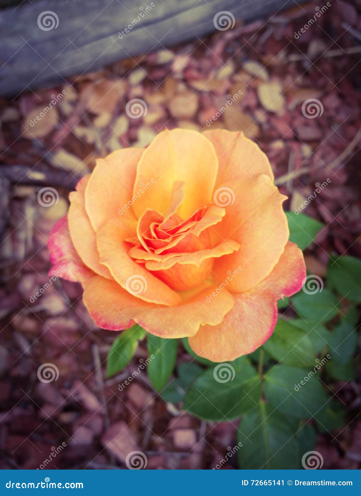 ROSE stock image. Image of melon, leaves, garden, rose - 72665141