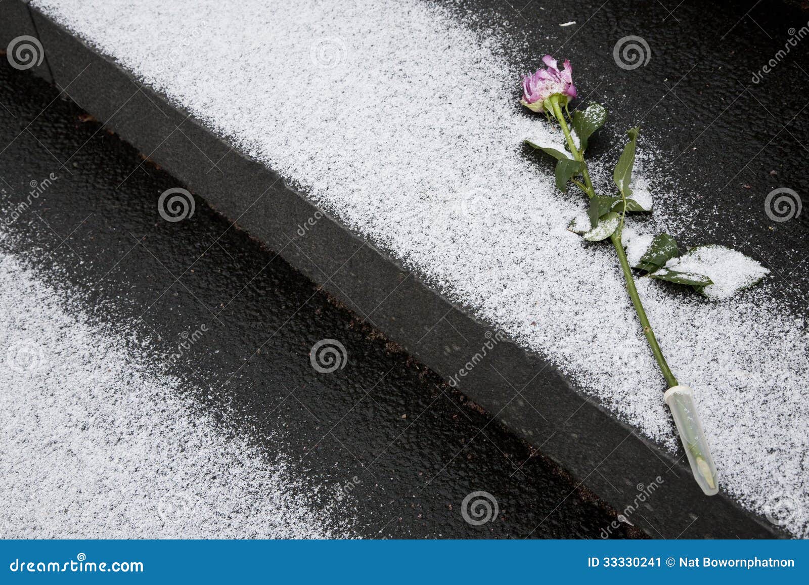 Rose for memory on funeral stock image. Image of nature - 33330241