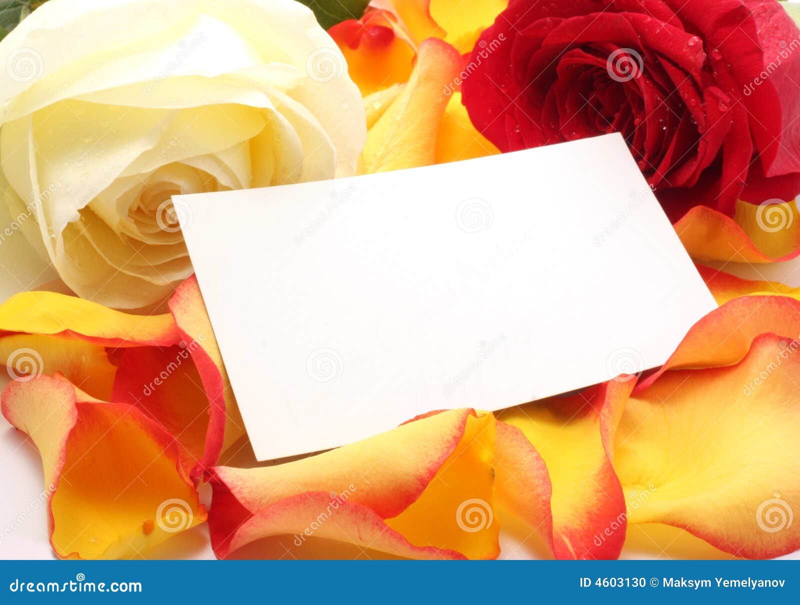 Rose and Message on a Petals. Background Stock Photo - Image of ...