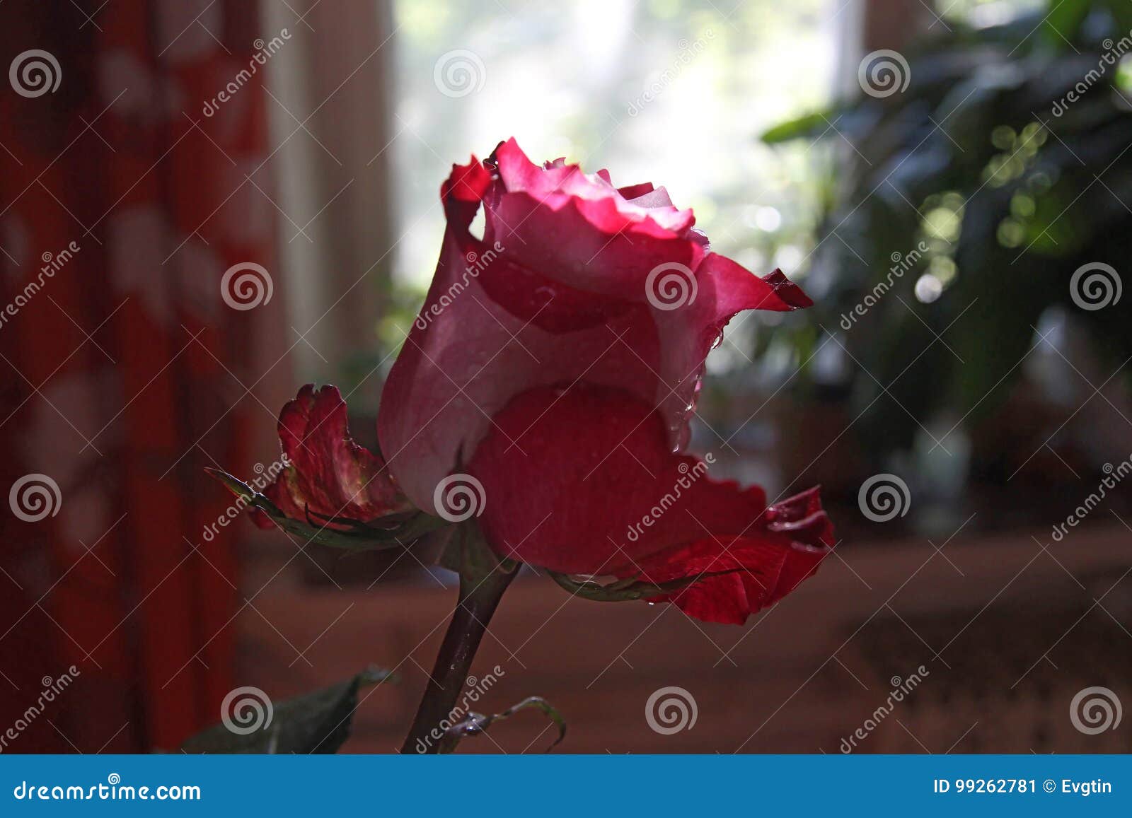 Rose Mit Wassertropfen Auf Der Sonne Stockbild - Bild von feiertag ...