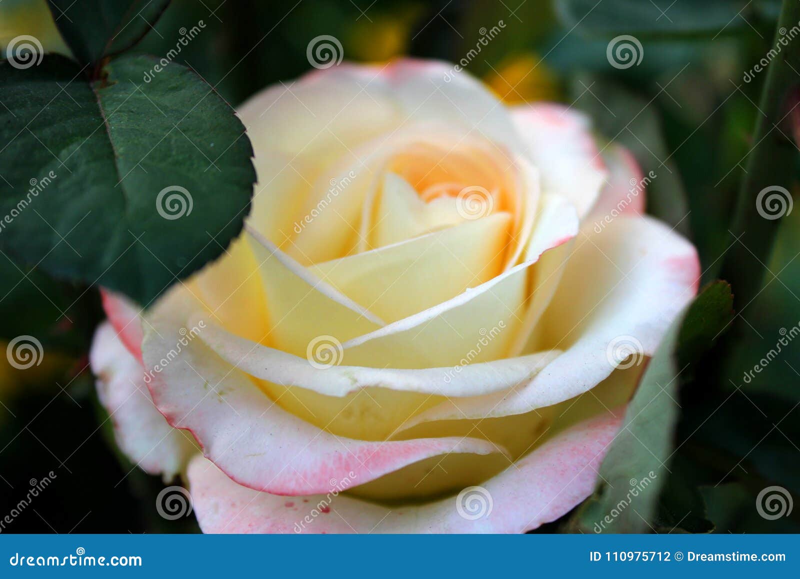 Rose of Mixed Pink and Yellow Color Stock Photo - Image of blossom ...