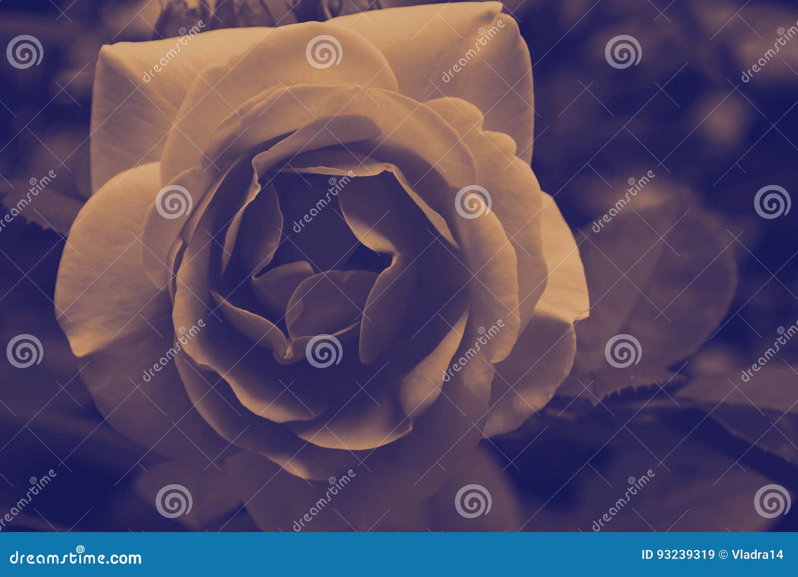 Rose on moonlight stock image. Image of bloom, pink, anniversary - 93239319